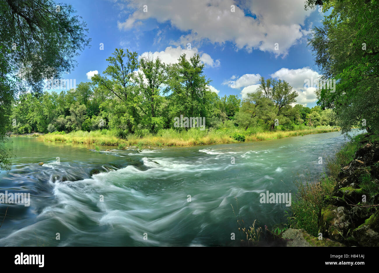 Alluvial forest, Switzerland Stock Photo - Alamy