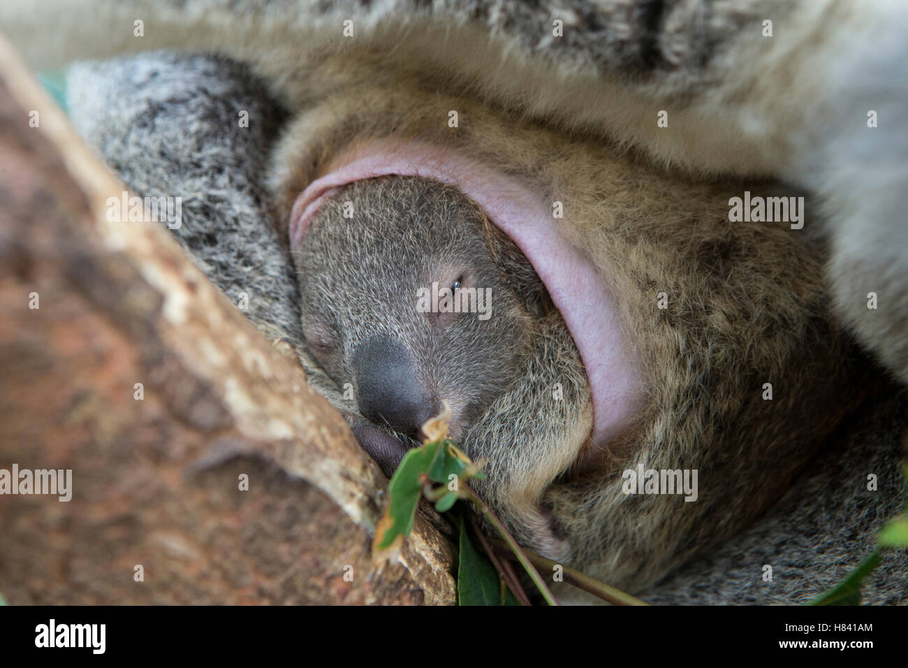 Koala (Phascolarctos cinereus) seven-month-old joey peeking out of its mother's pouch ...