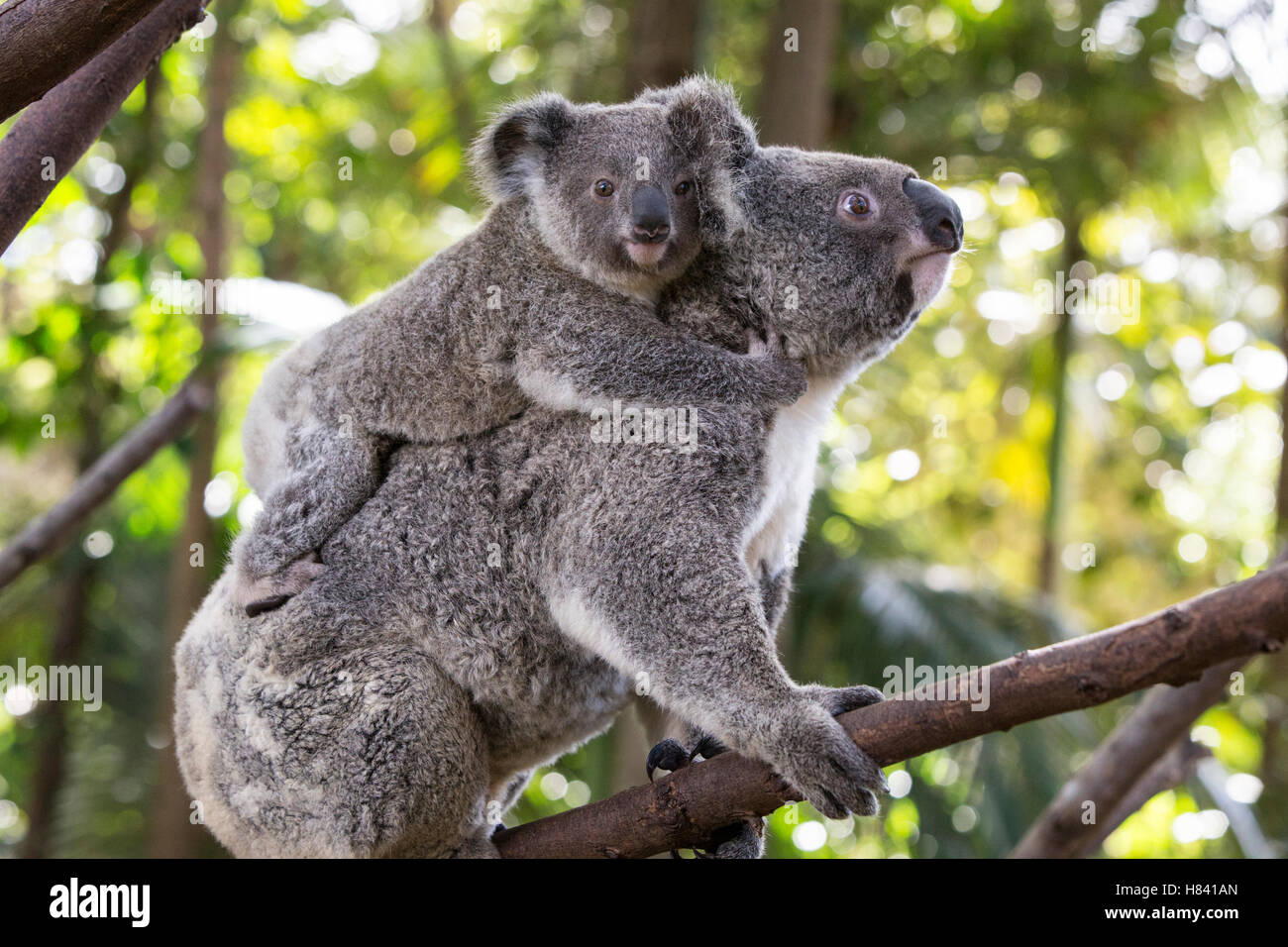 Koala (Phascolarctos cinereus) ten-month-old joey riding mother's back, Queensland, Australia ...