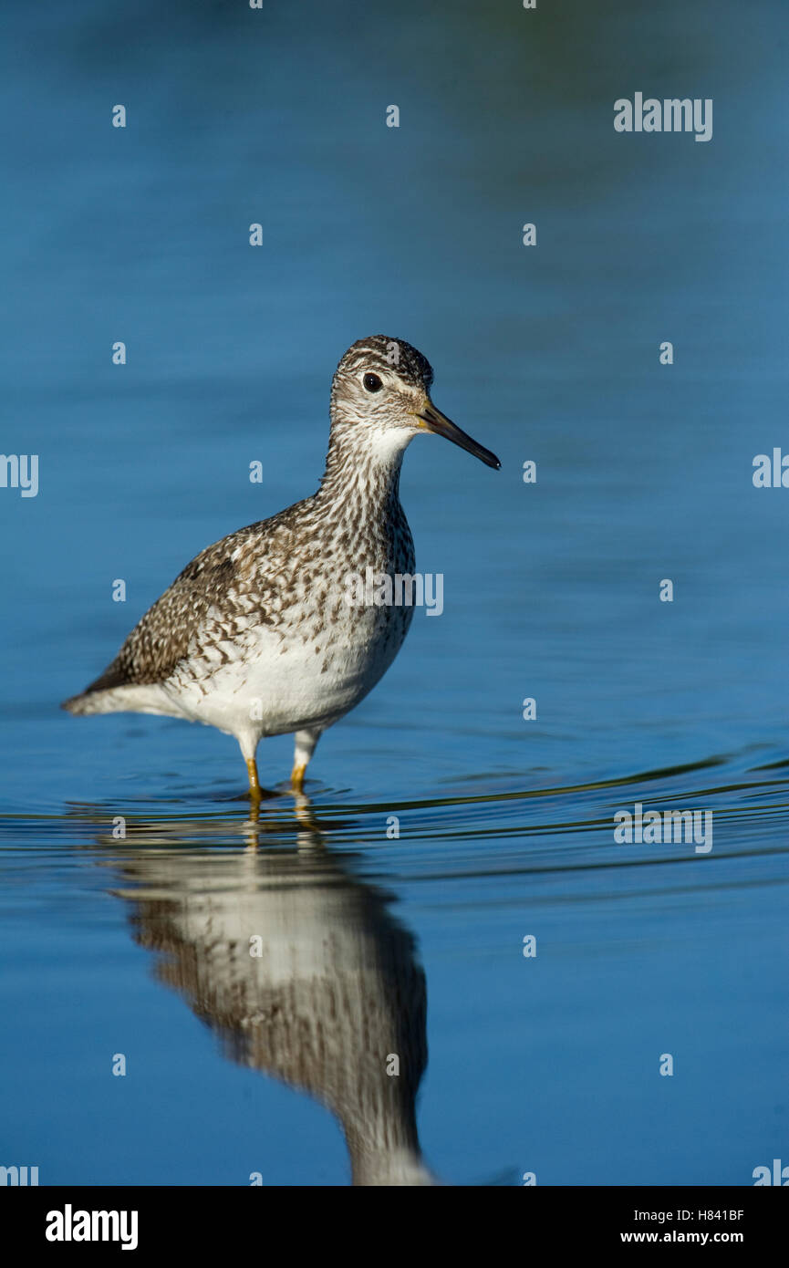 Lesser Yellowlegs (Tringa flavipes) wading, Alaska Stock Photo - Alamy