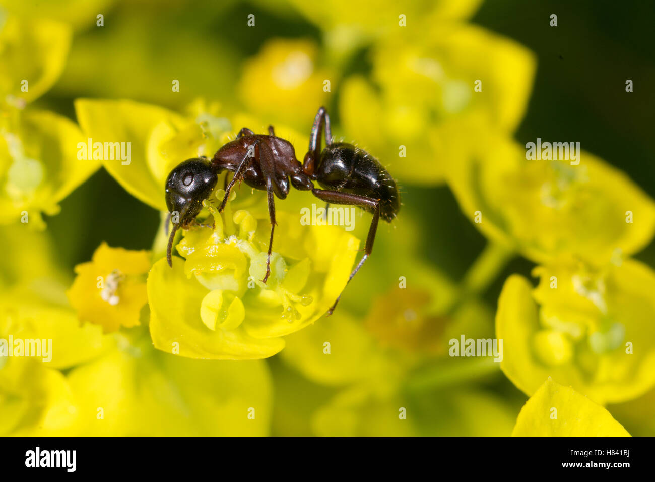 Ant pollinating a small flower, Nova Scotia, Canada Stock Photo - Alamy