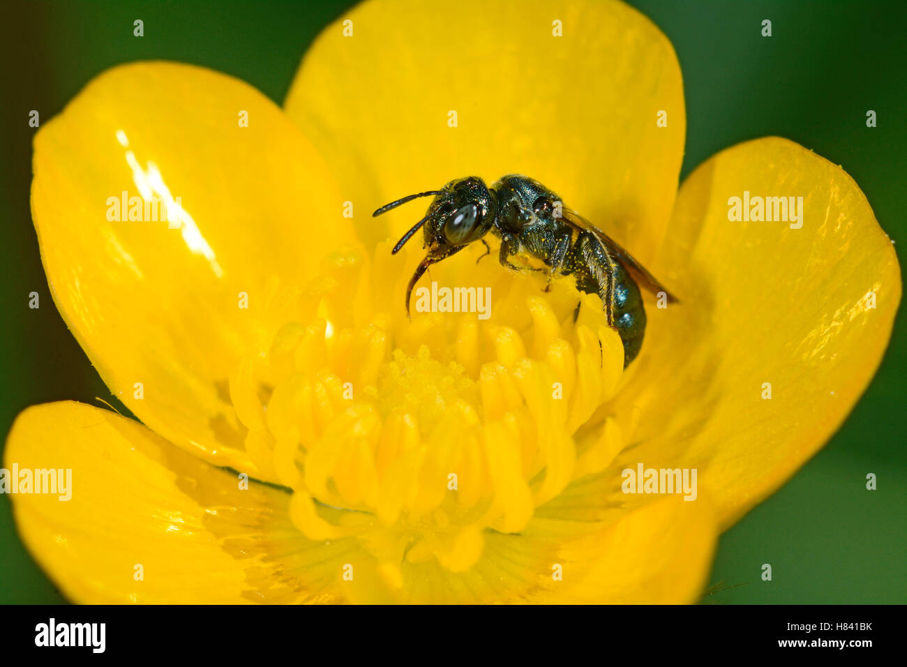 Small Carpenter Bee (Ceratina sp) pollinating a flower, Nova Scotia ...