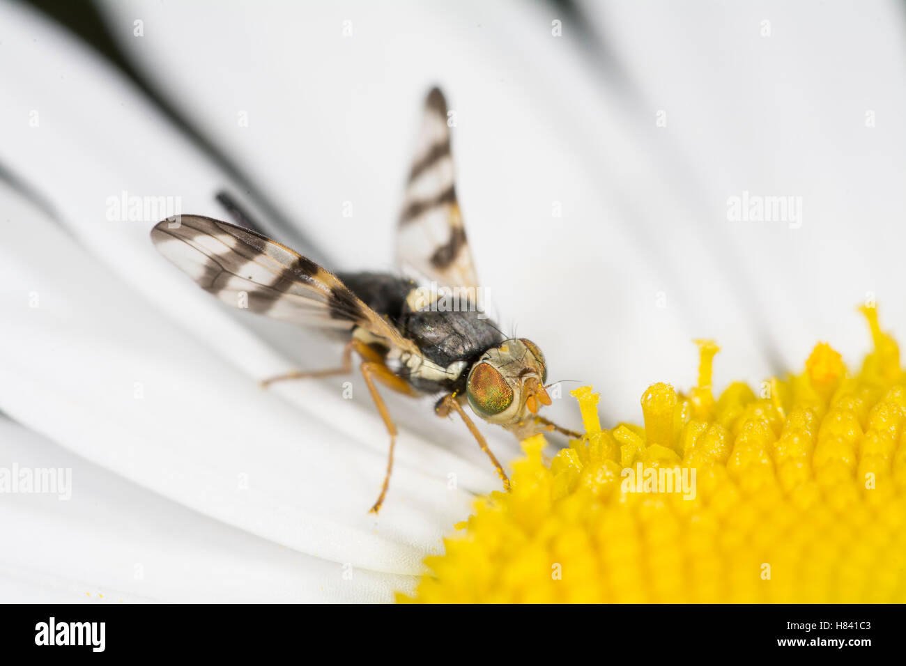 Picture-winged Fly (Ulidiidae) on a daisy, Nova Scotia, Canada Stock ...