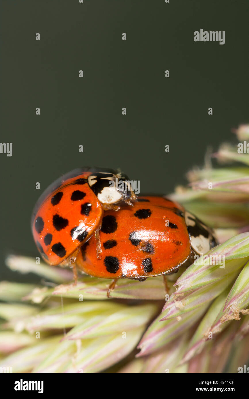 Asian Ladybird Beetle (Harmonia axyridis), an invasive species, on ...