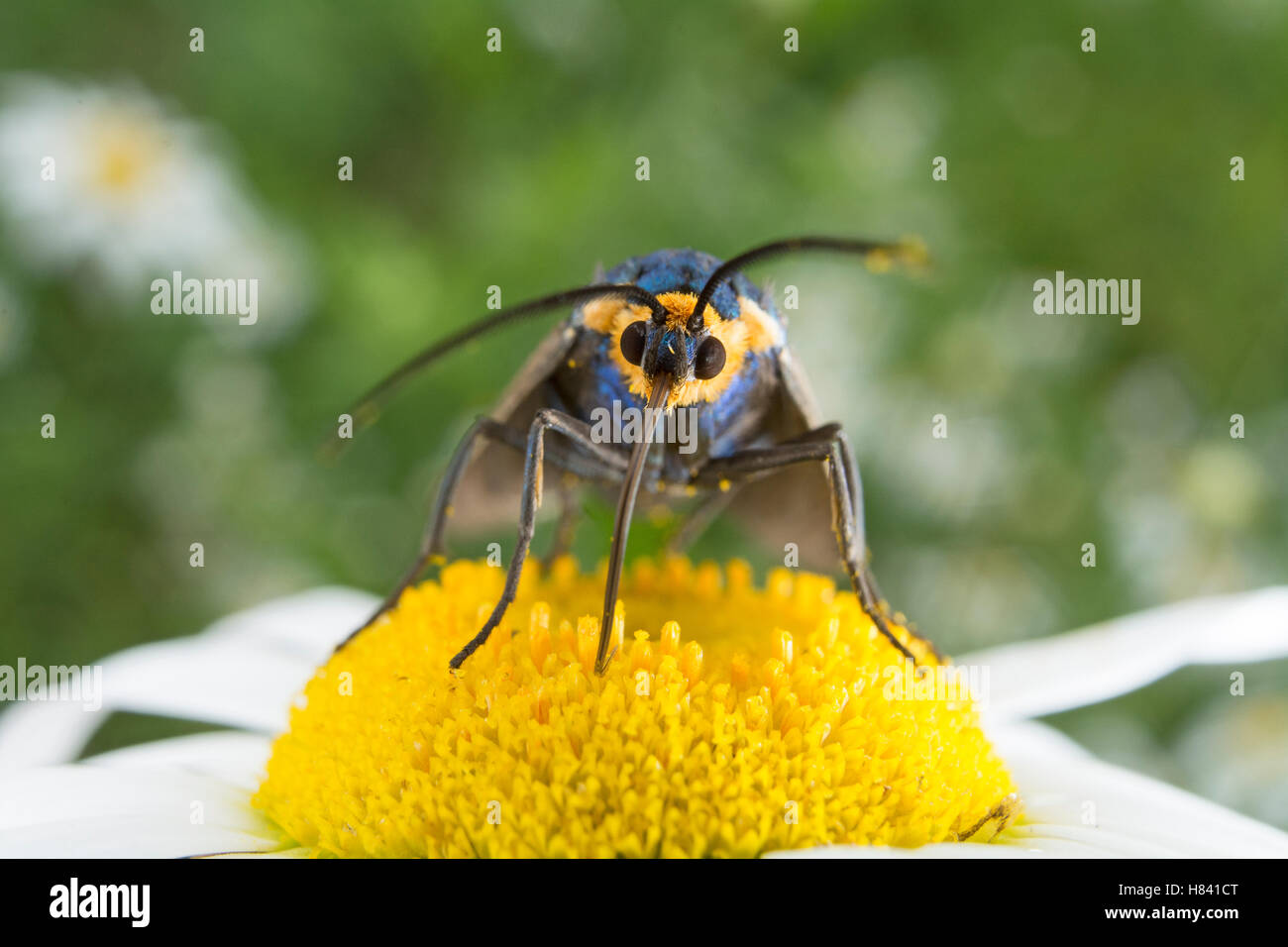 Virginia Ctenucha (Ctenucha virginica) moth feeding on nectar, Nova ...