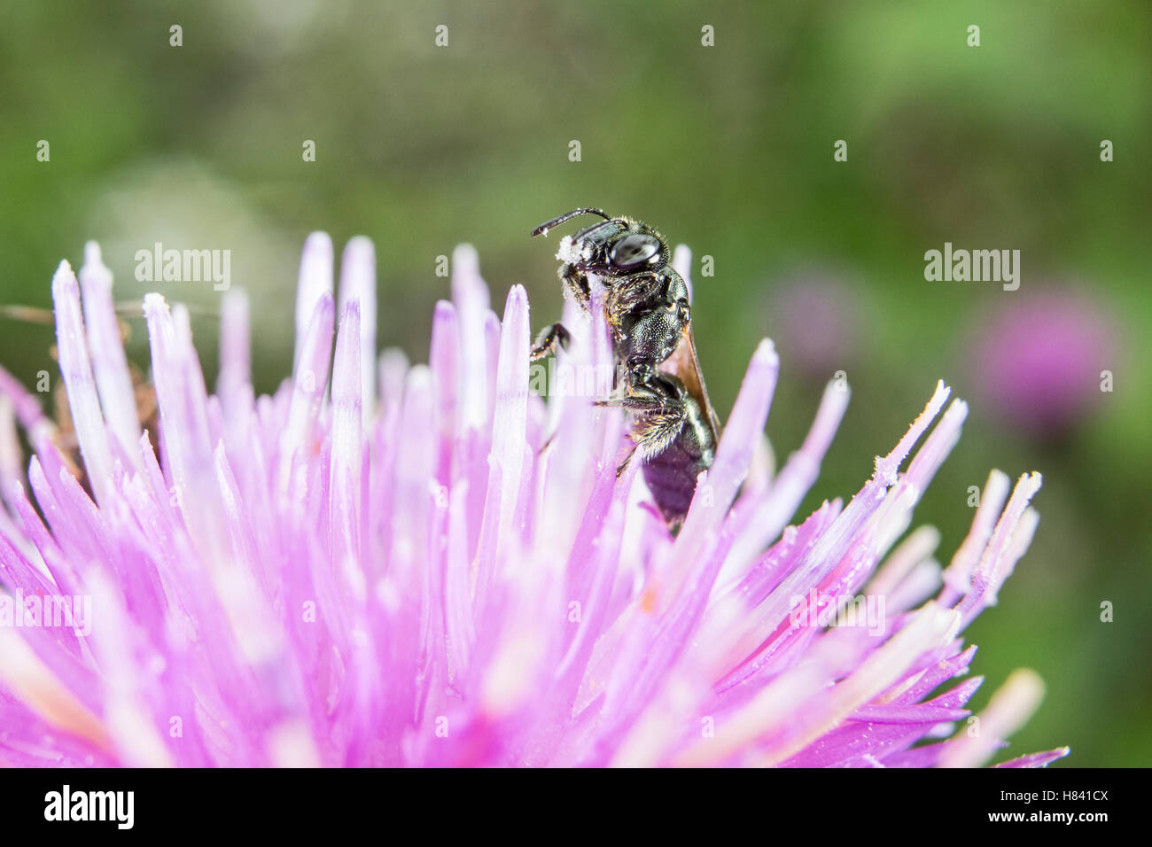 Small Carpenter Bee (Ceratina sp) on a flower, Nova Scotia, Canada ...