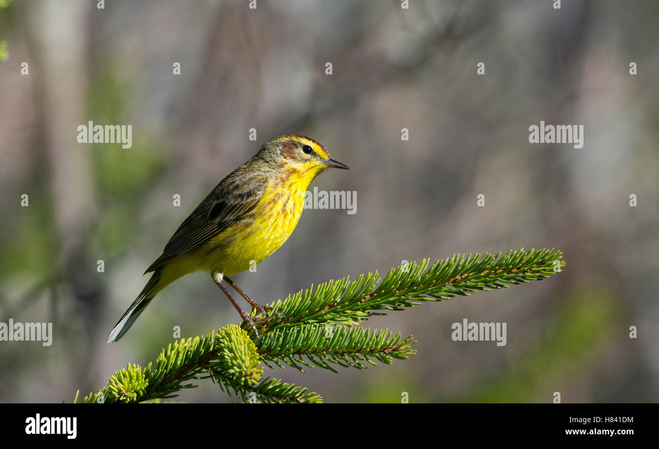 Palm Warbler (Setophaga palmarum) male, Nova Scotia, Canada Stock Photo ...