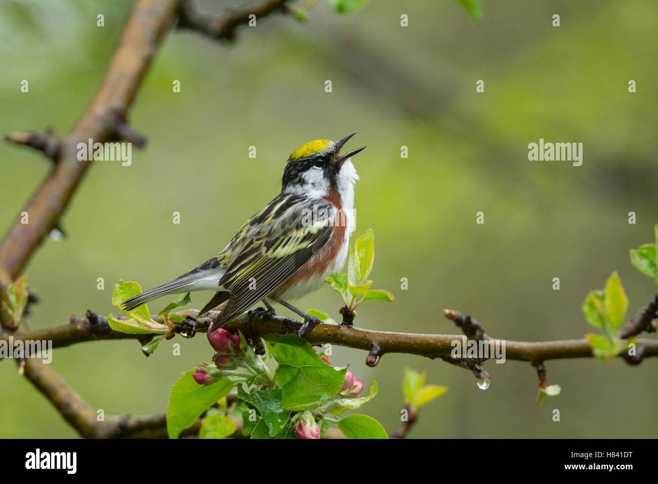 Chestnut-sided Warbler (Setophaga pensylvanica) singing, Nova Scotia ...