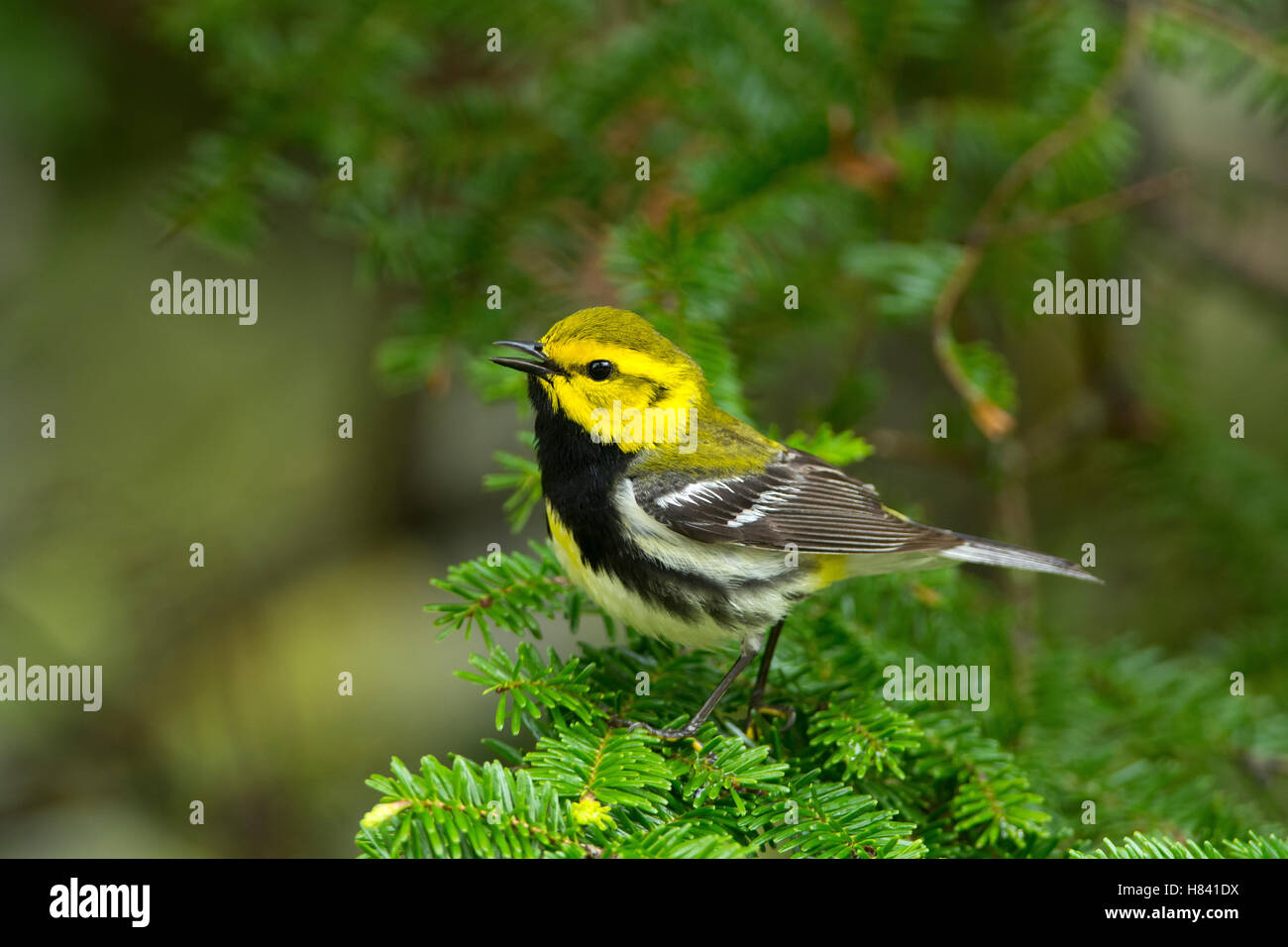 Black-throated Green Warbler (Setophaga virens) male, Nova Scotia ...