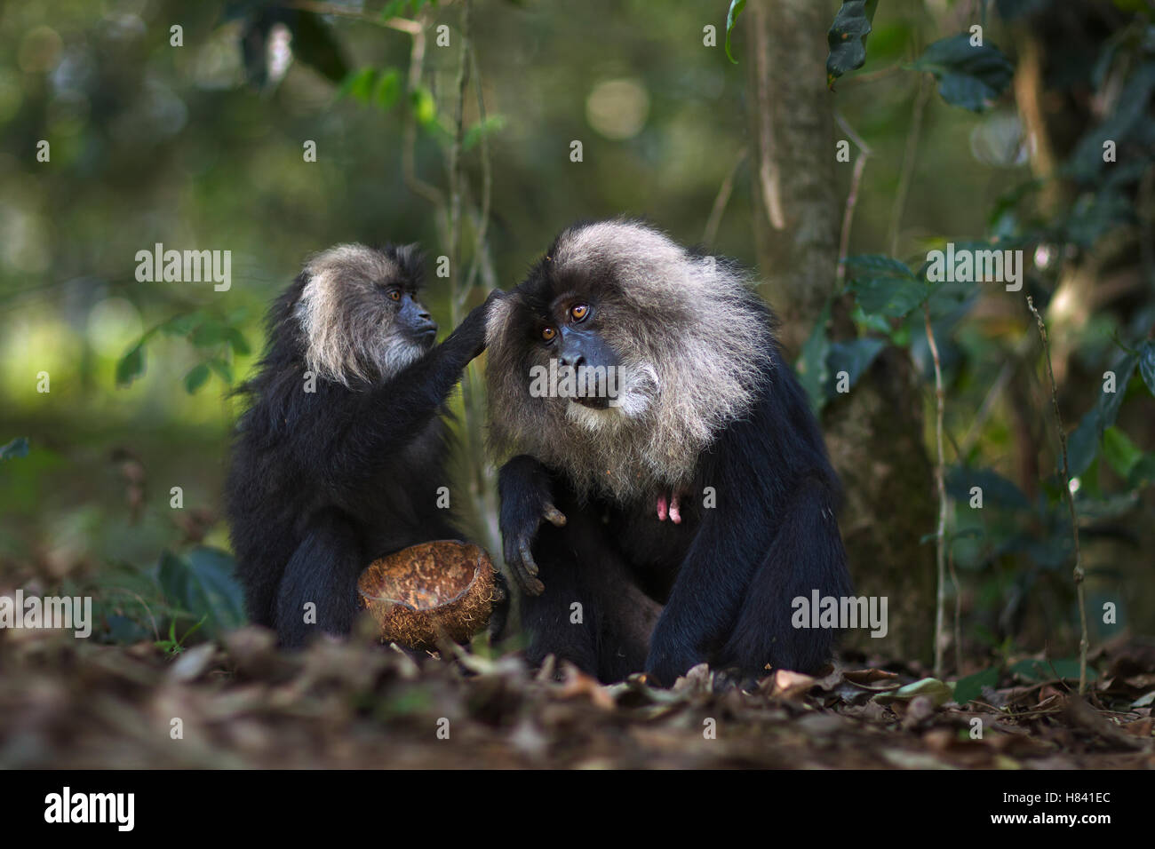 Lion-tailed Macaque (Macaca silenus) pair grooming, Indira Gandhi ...