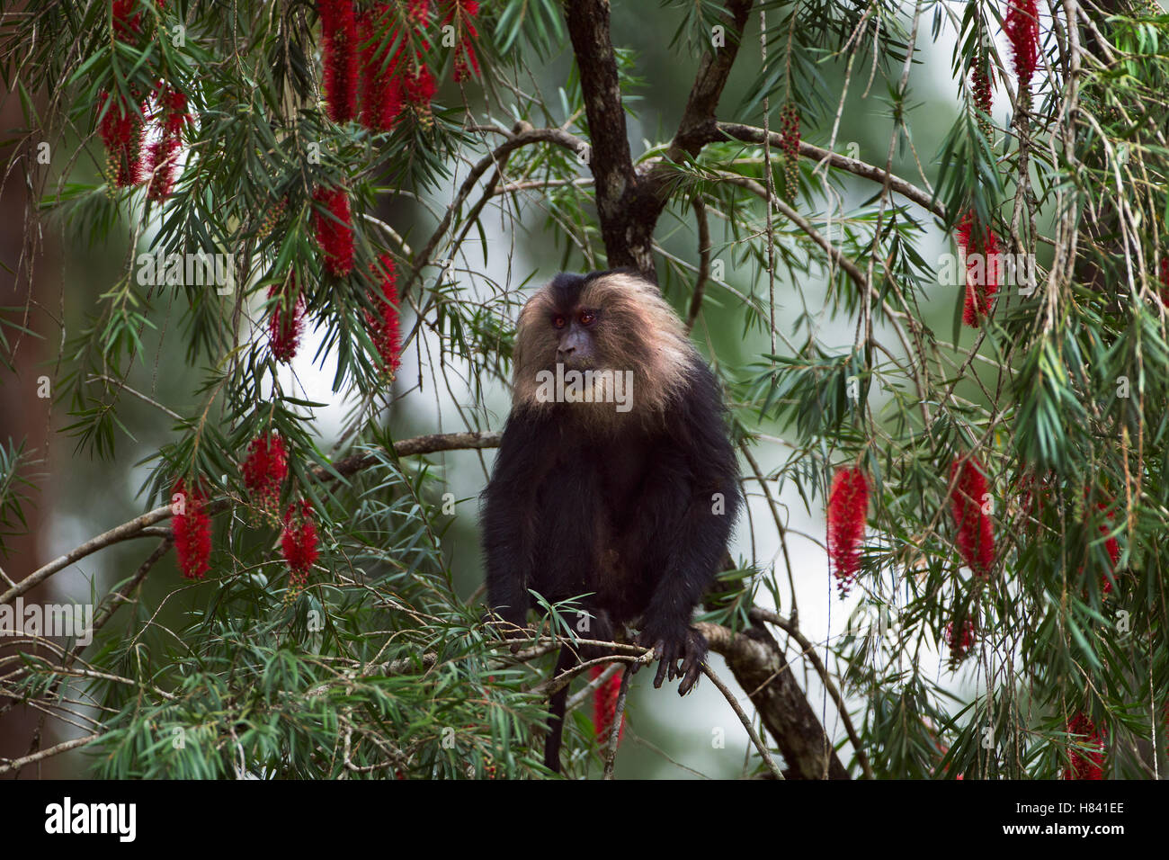 Lion-tailed Macaque (Macaca silenus) juvenile in tree, Indira Gandhi ...