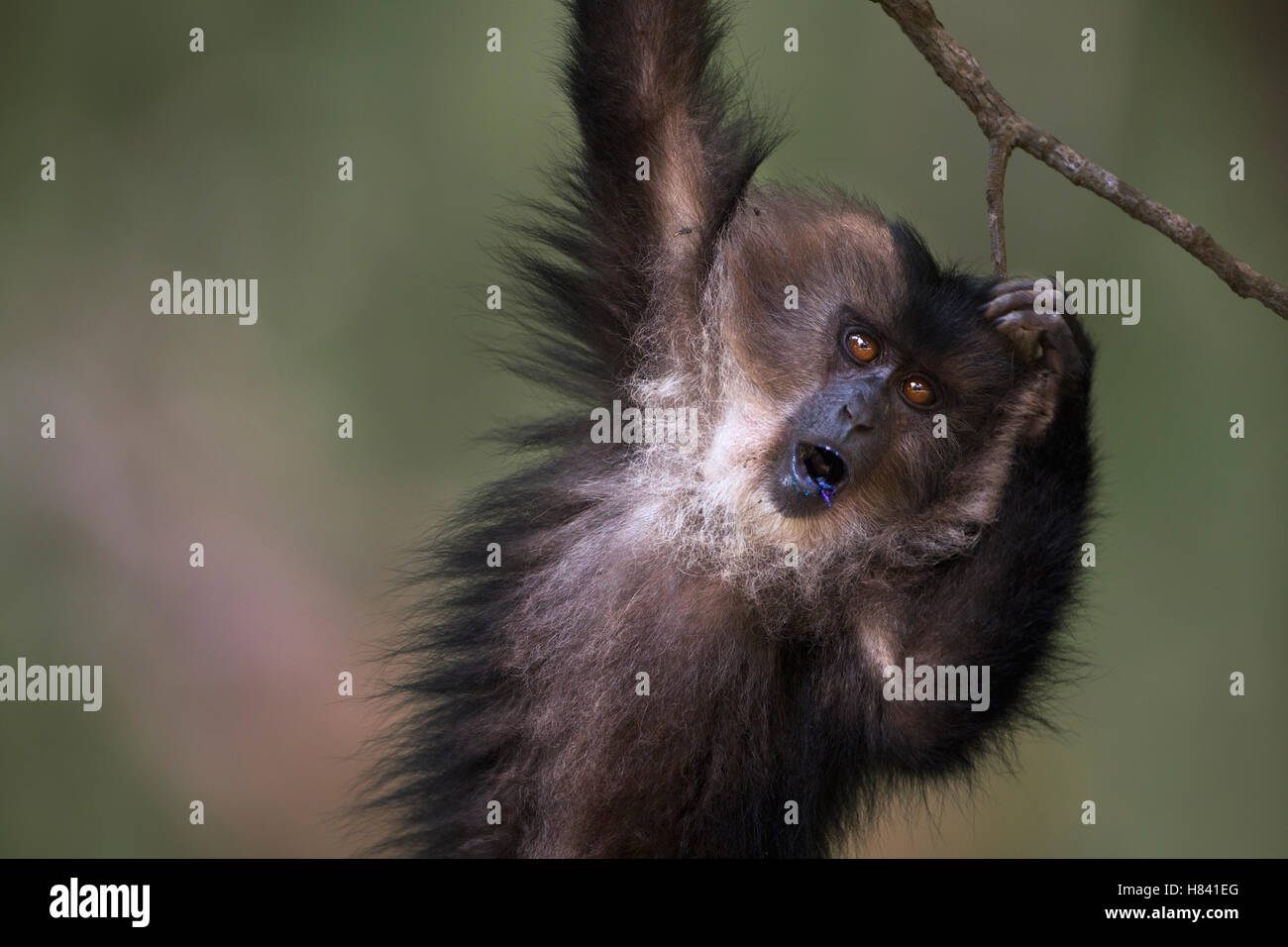 Lion-tailed Macaque (Macaca silenus) juvenile hanging from branch ...