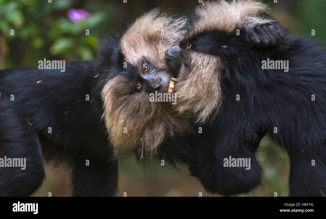 Lion-tailed Macaque (Macaca silenus) pair play-fighting, Indira Gandhi ...