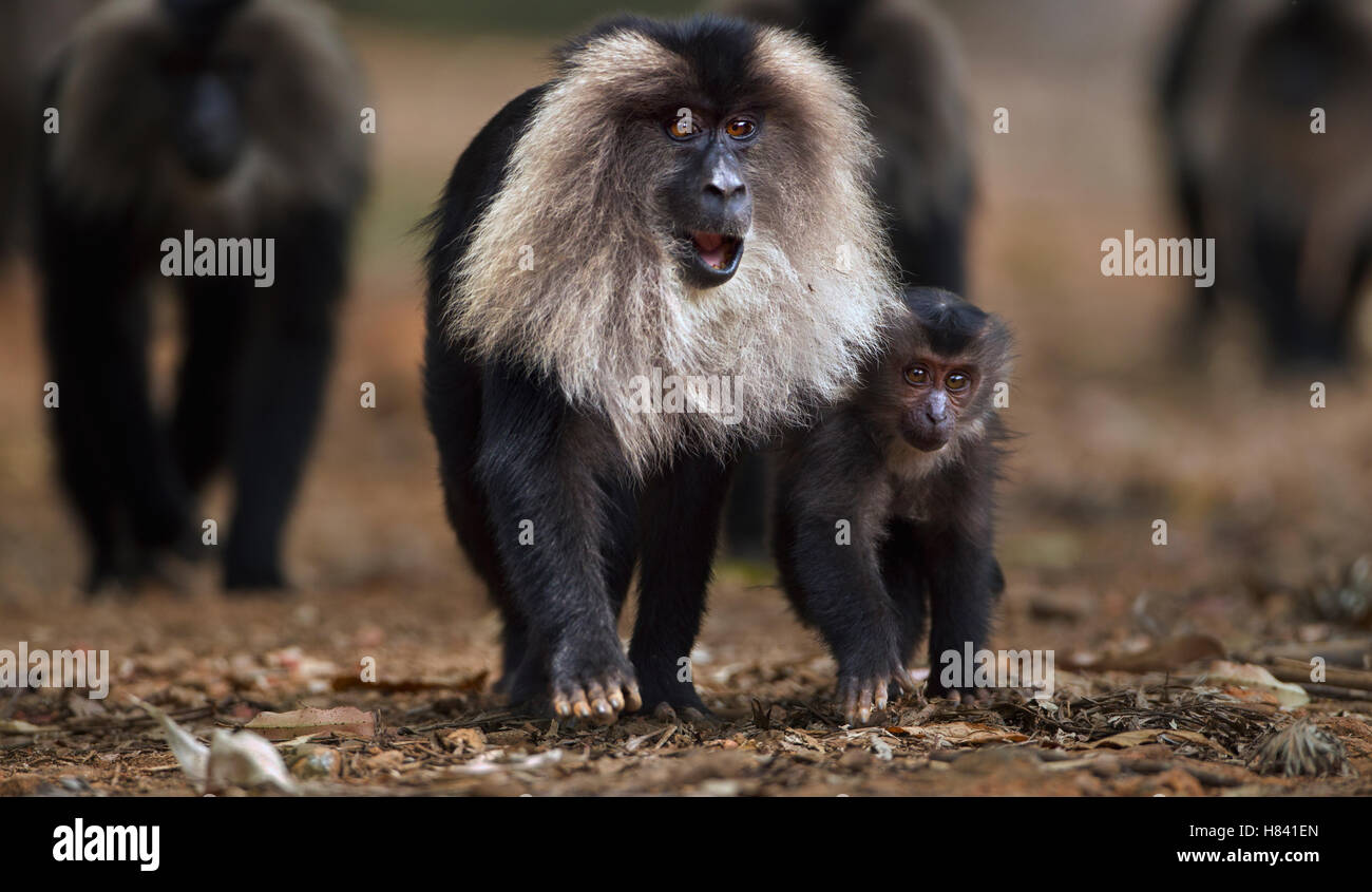 Lion-tailed Macaque (Macaca silenus) mother and young walking along ...