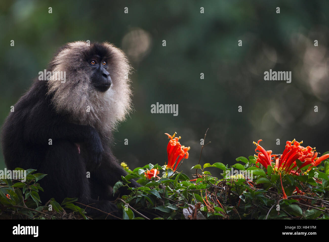 Lion-tailed Macaque (Macaca silenus) female in flowering tree, Indira ...