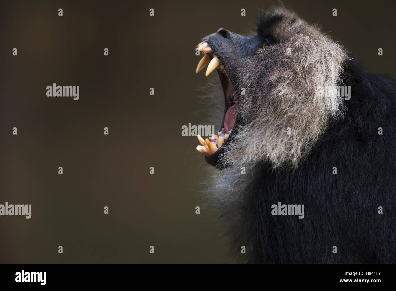 Lion-tailed Macaque (Macaca silenus) male in aggressive display, Indira ...