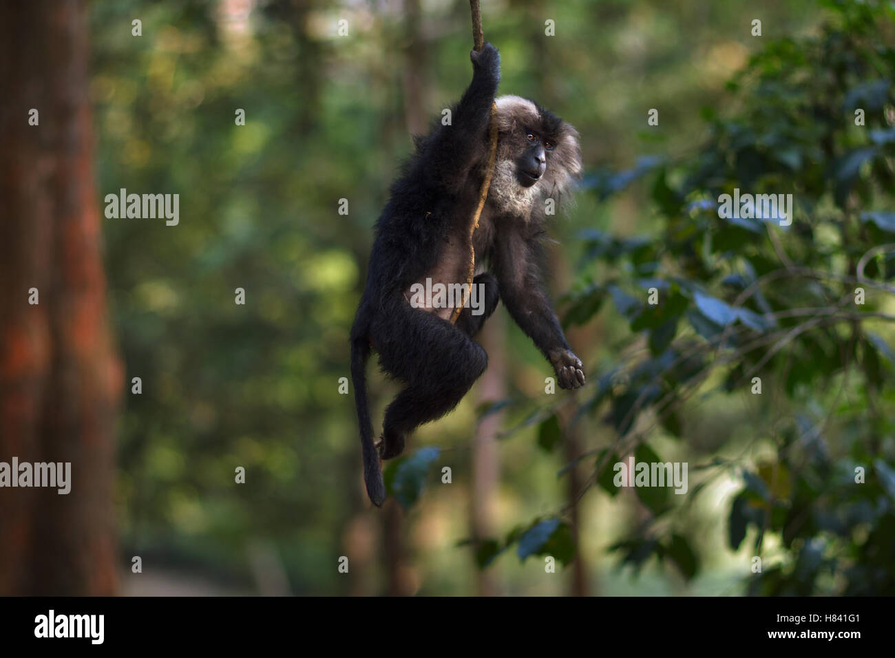 Lion-tailed Macaque (Macaca silenus) sub-adult male swinging in tree ...