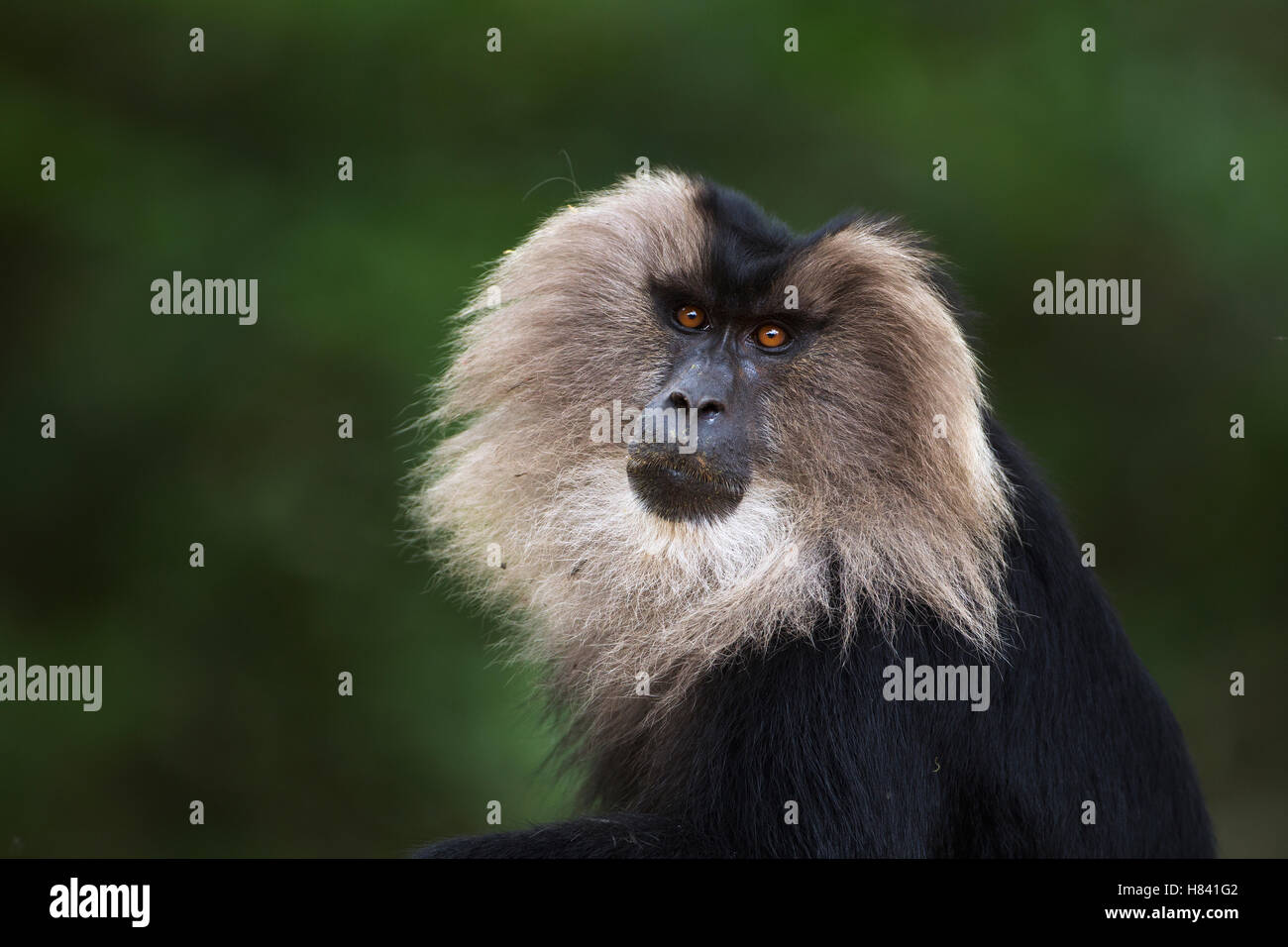 Lion-tailed Macaque (Macaca silenus) male, Indira Gandhi National Park ...