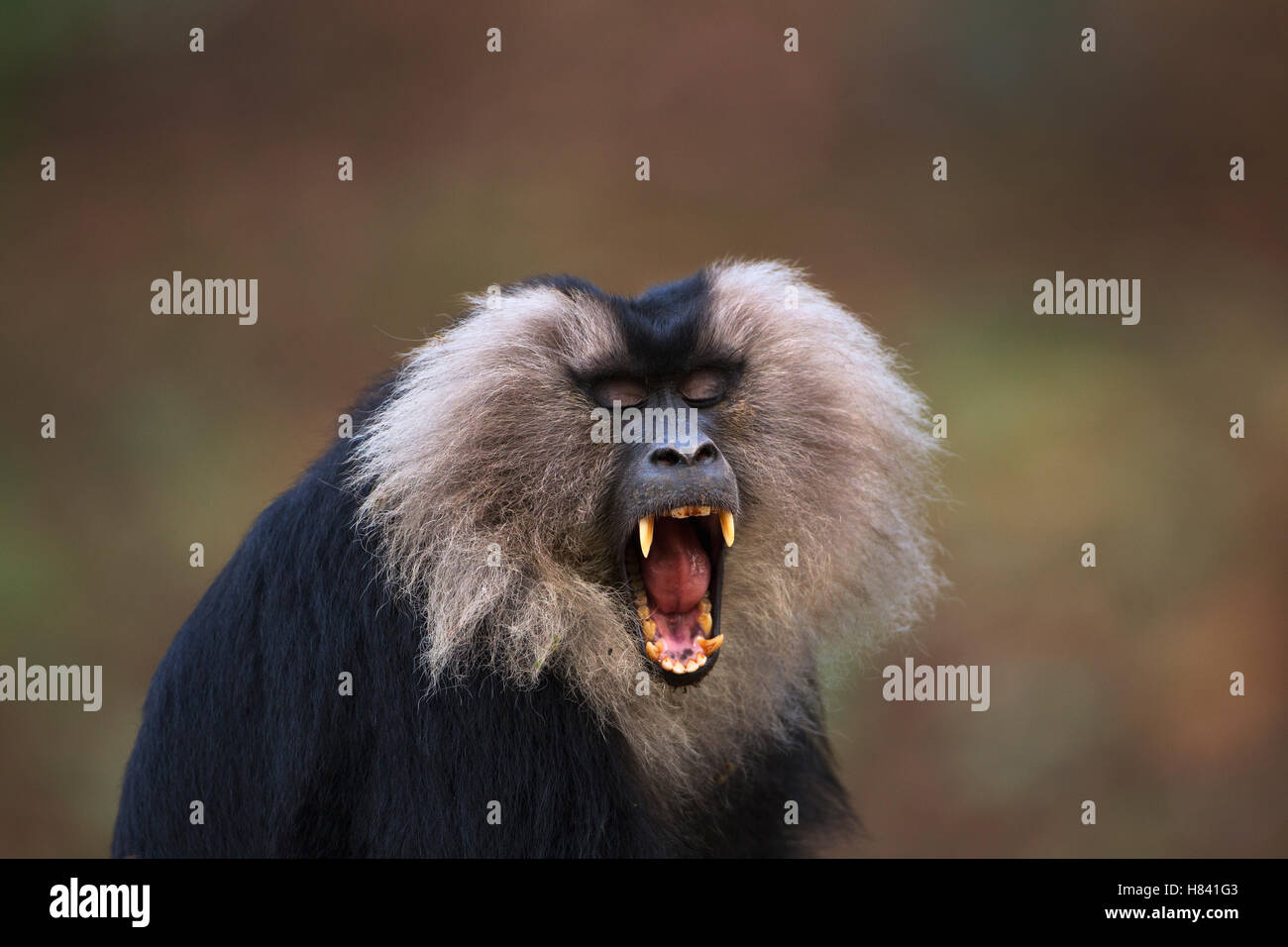 Lion-tailed Macaque (Macaca silenus) male yawning, Indira Gandhi ...