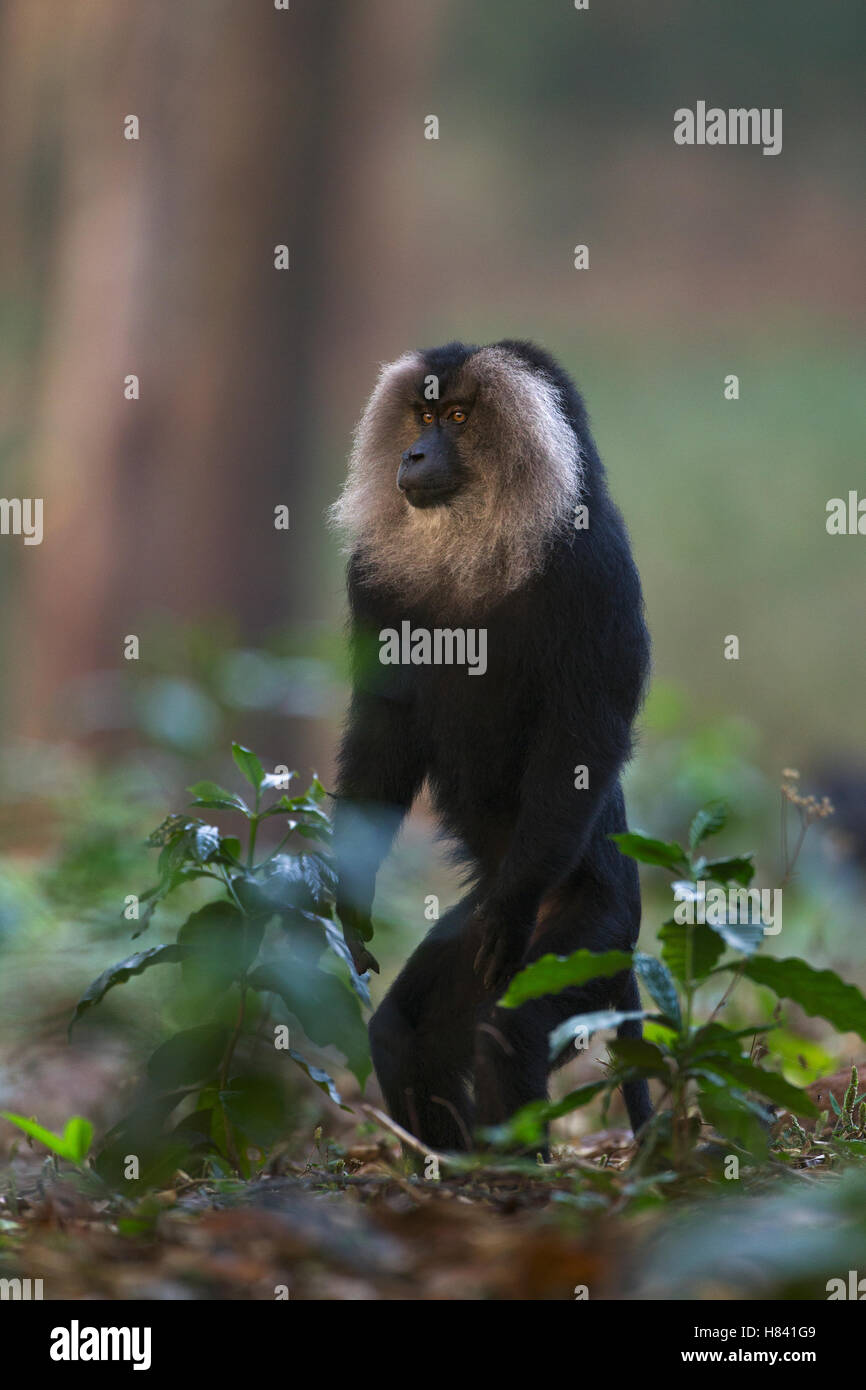 Lion-tailed Macaque (Macaca silenus) young male standing upright ...