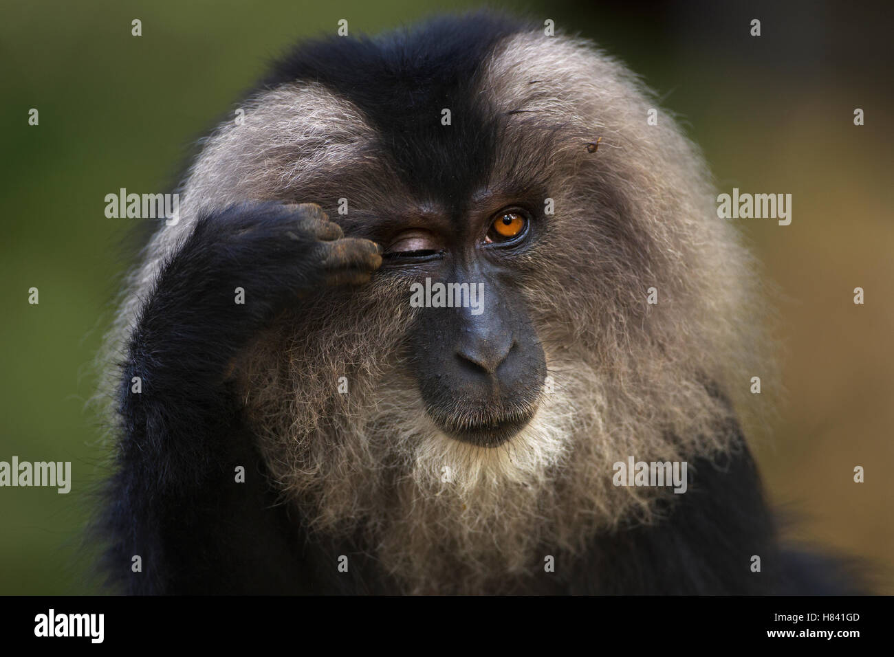 Lion-tailed Macaque (Macaca silenus) juvenile scratching itself, Indira ...