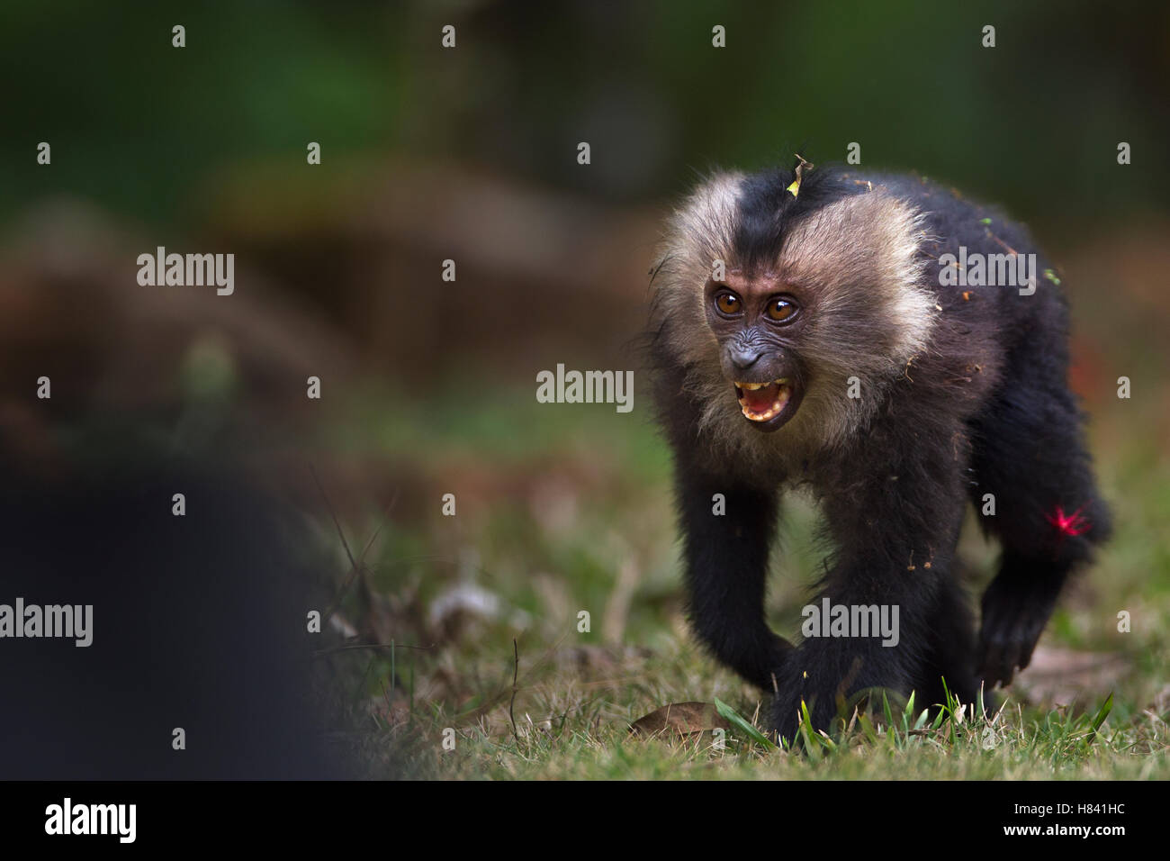 Lion-tailed Macaque (Macaca silenus) baby running, Indira Gandhi ...