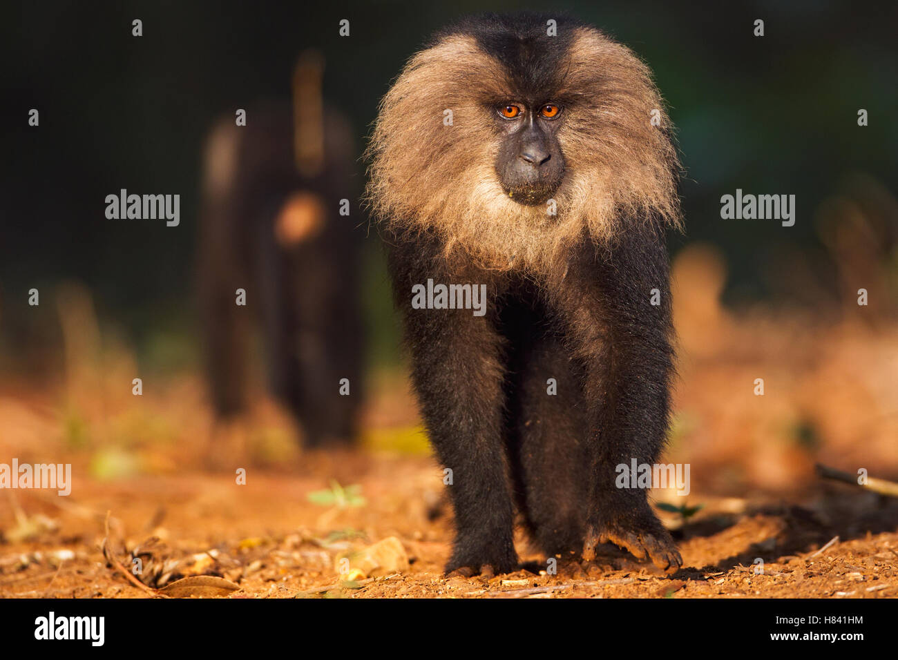 Lion-tailed Macaque (Macaca silenus) juvenile walking, Indira Gandhi ...
