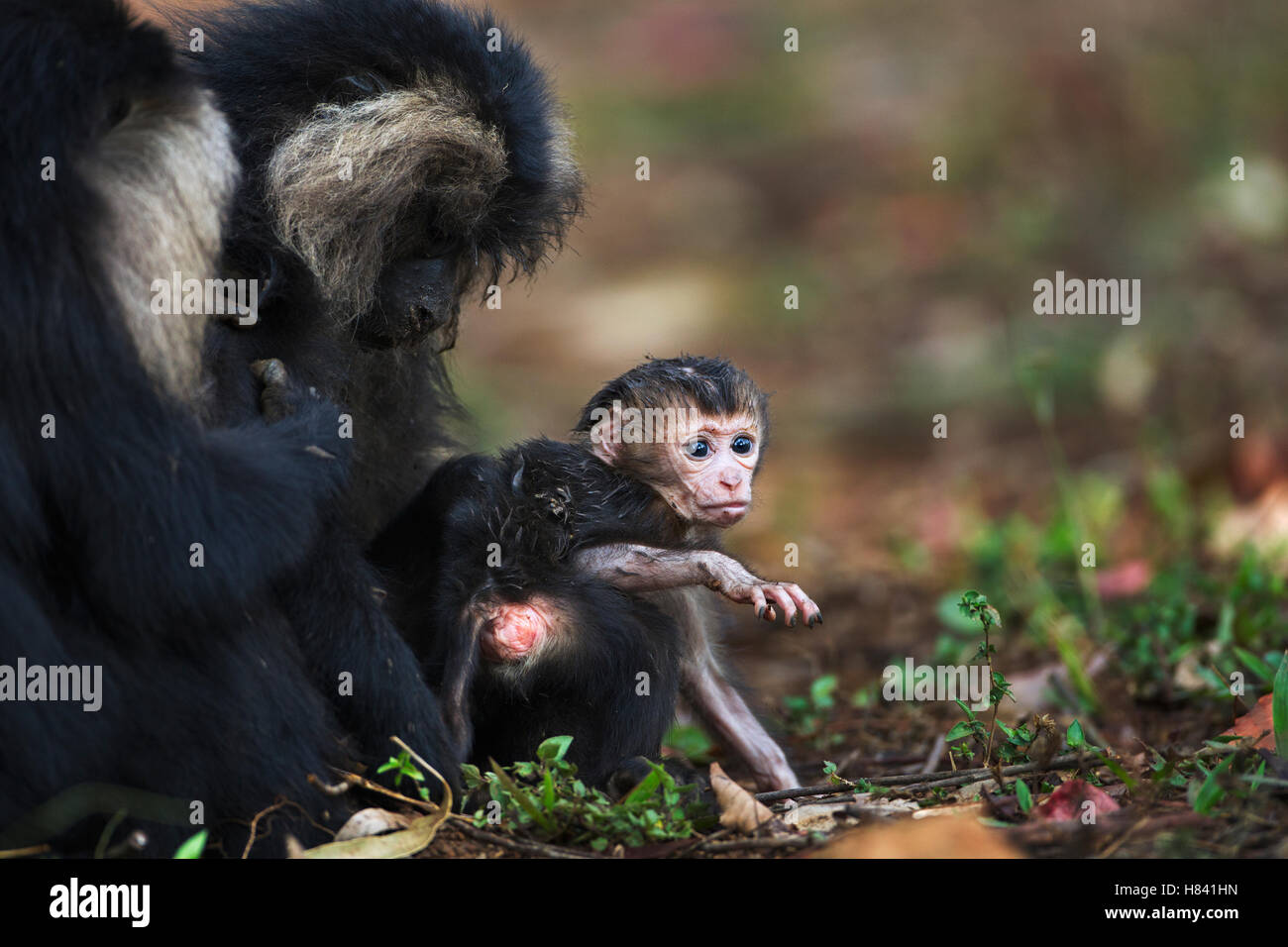 Lion-tailed Macaque (Macaca silenus) mother and one month old baby ...