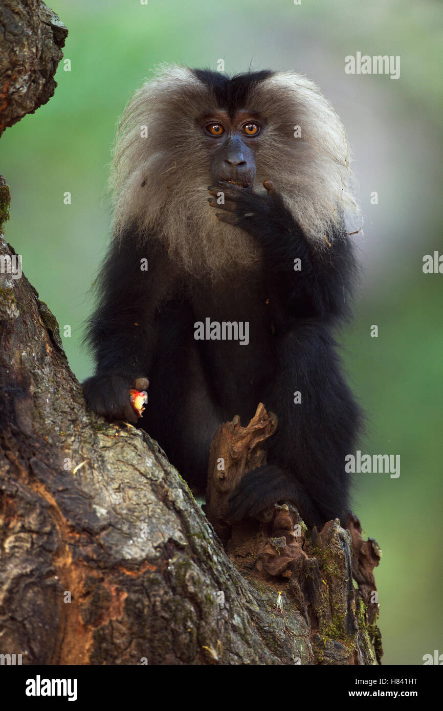 Lion-tailed Macaque (Macaca silenus) juvenile feeding in tree, Indira ...