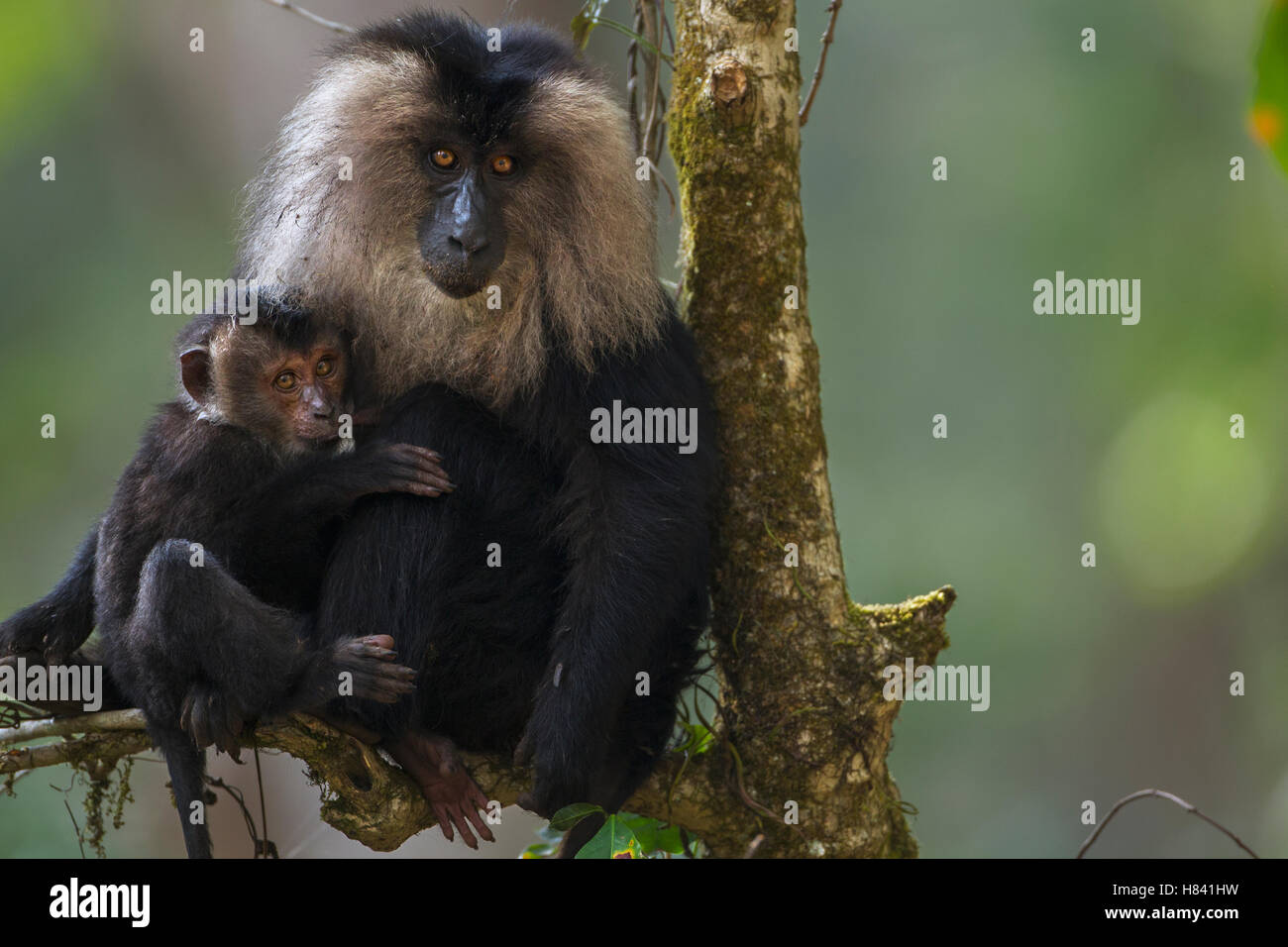 Lion-tailed Macaque (Macaca silenus) mother nursing baby, Indira Gandhi ...