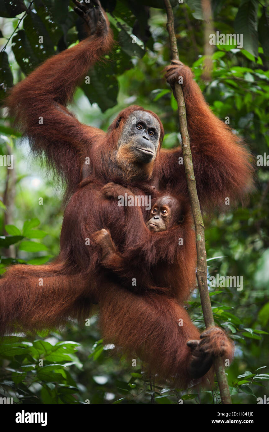 Sumatran Orangutan (Pongo abelii) thirty-six year old female, named ...