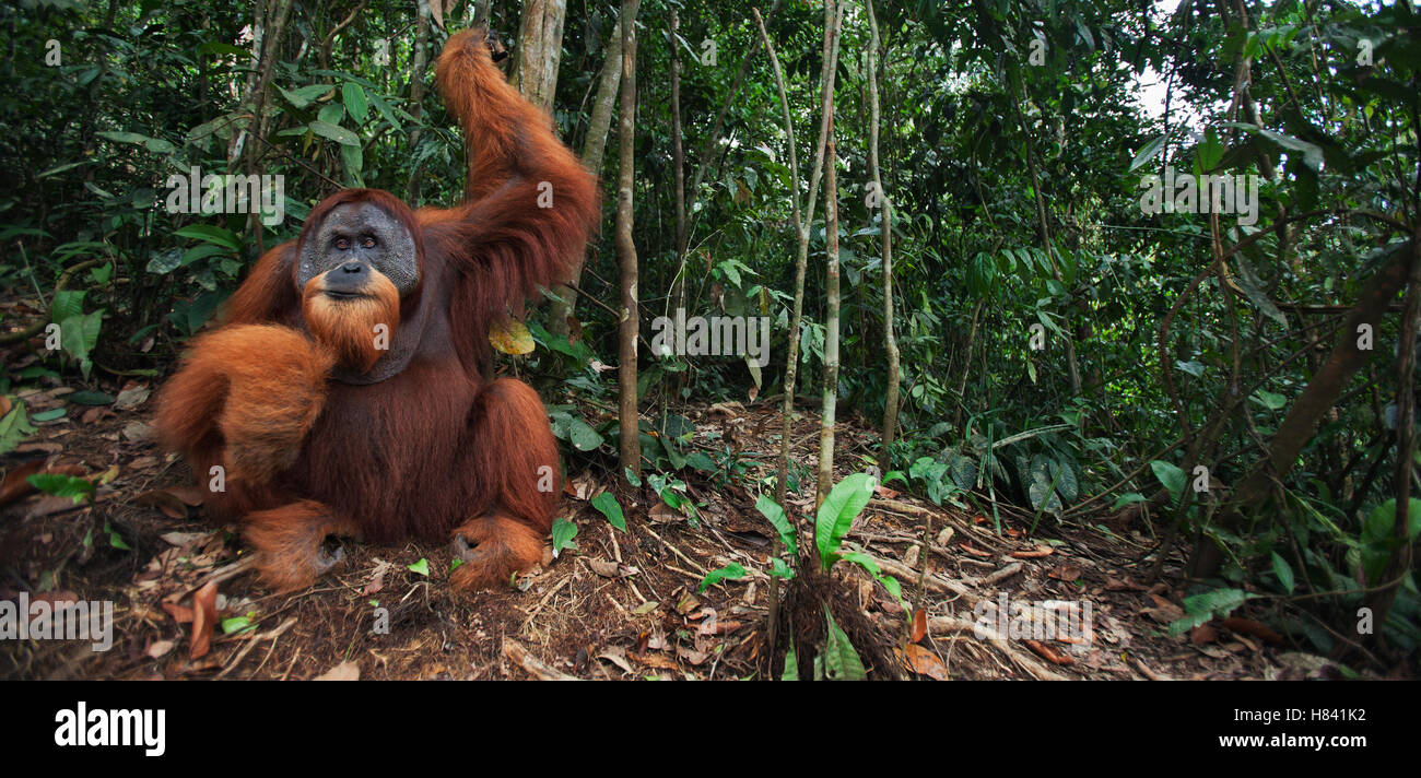 Sumatran Orangutan (Pongo abelii) twenty-six year old male, named Halik ...