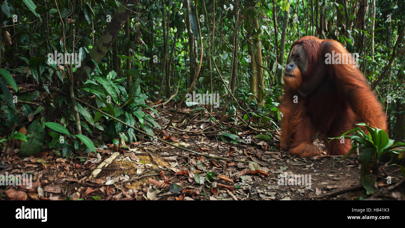 Sumatran Orangutan (Pongo abelii) twenty-six year old male, named Halik ...