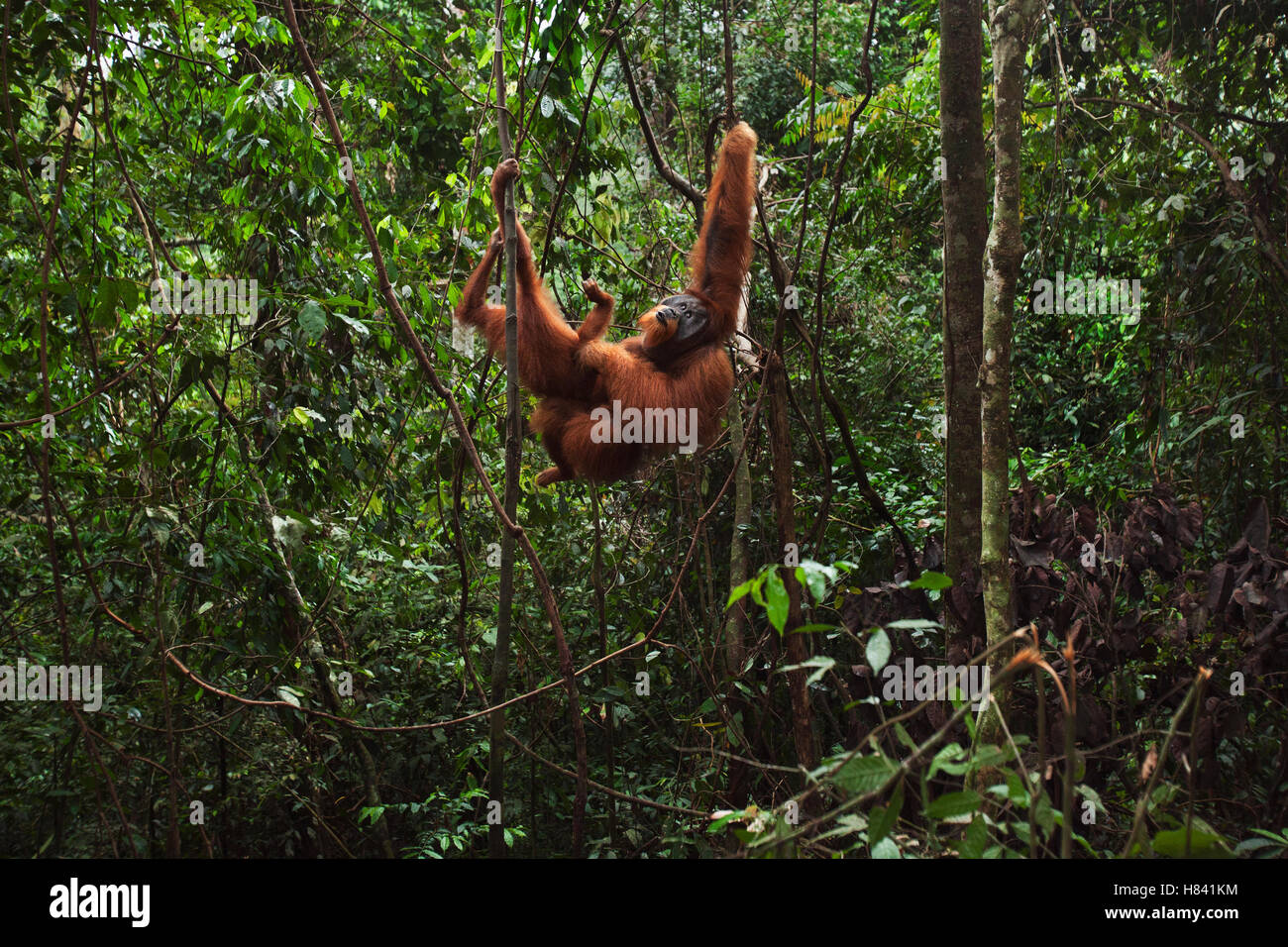 Sumatran Orangutan (Pongo abelii) twenty-six year old male, named Halik ...