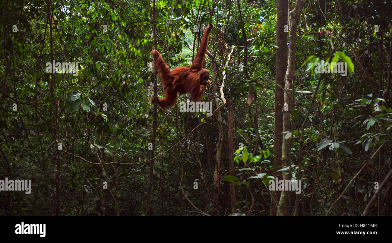 Sumatran Orangutan (Pongo abelii) thirty-six year old female, named ...