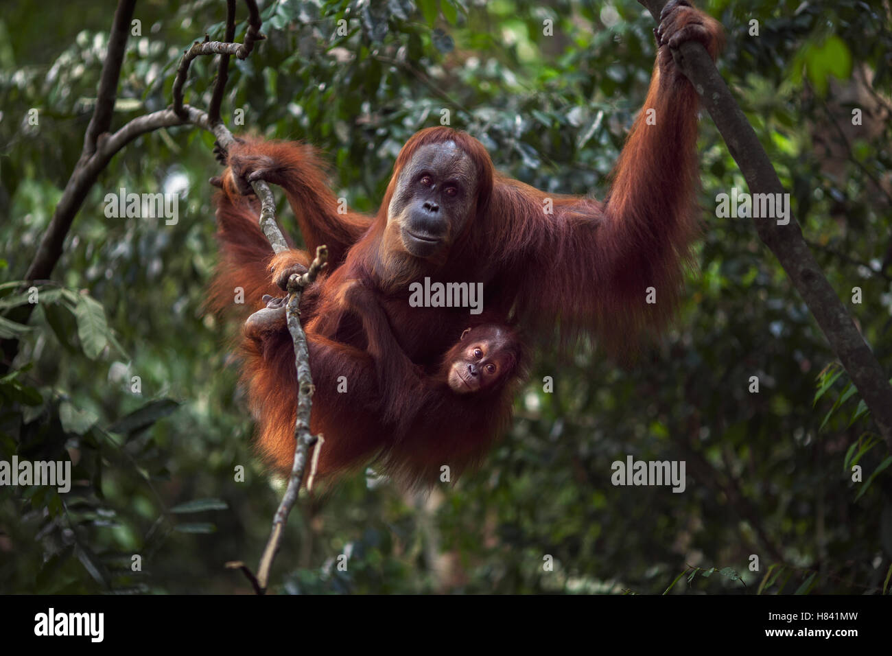 Sumatran Orangutan (Pongo abelii) thirty-six year old female, named ...
