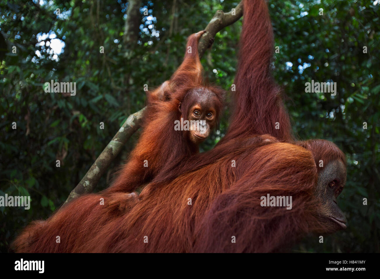 Sumatran Orangutan (Pongo abelii) thirty-six year old female, named ...