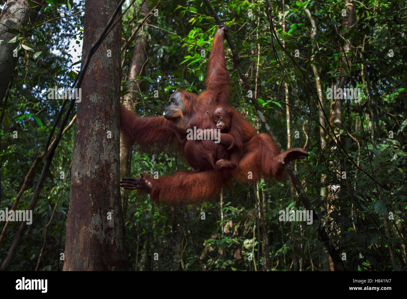 Sumatran Orangutan (Pongo abelii) thirty-six year old female, named ...