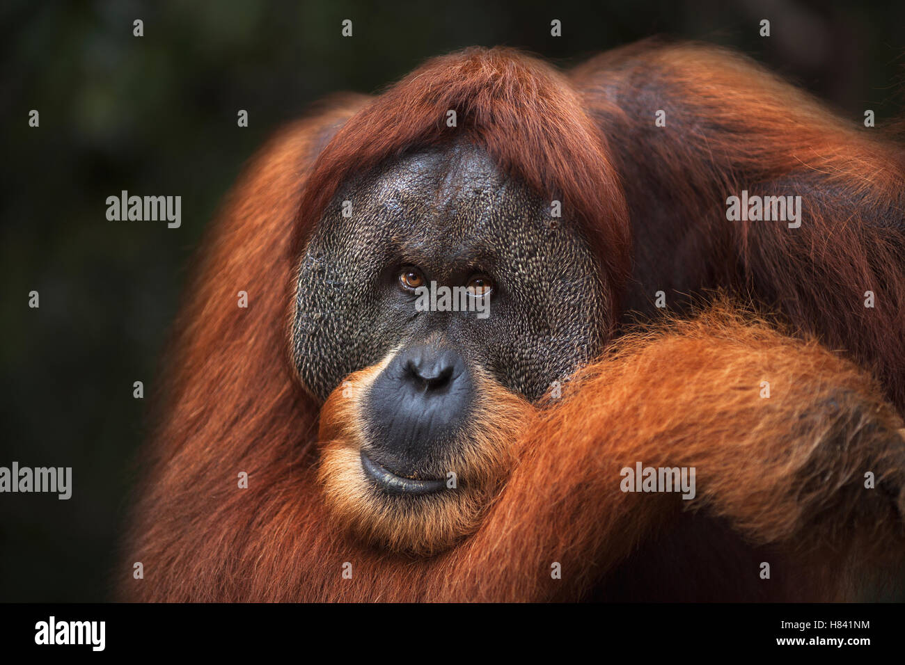 Sumatran Orangutan (Pongo abelii) twenty-six year old male, named Halik ...