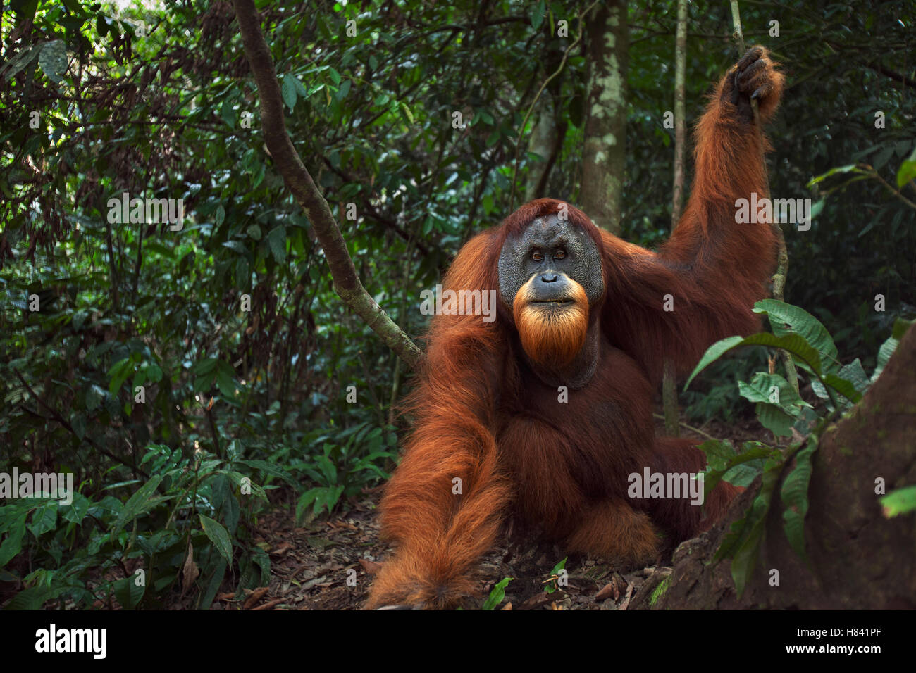 Sumatran Orangutan (Pongo abelii) twenty-six year old male, named Halik ...