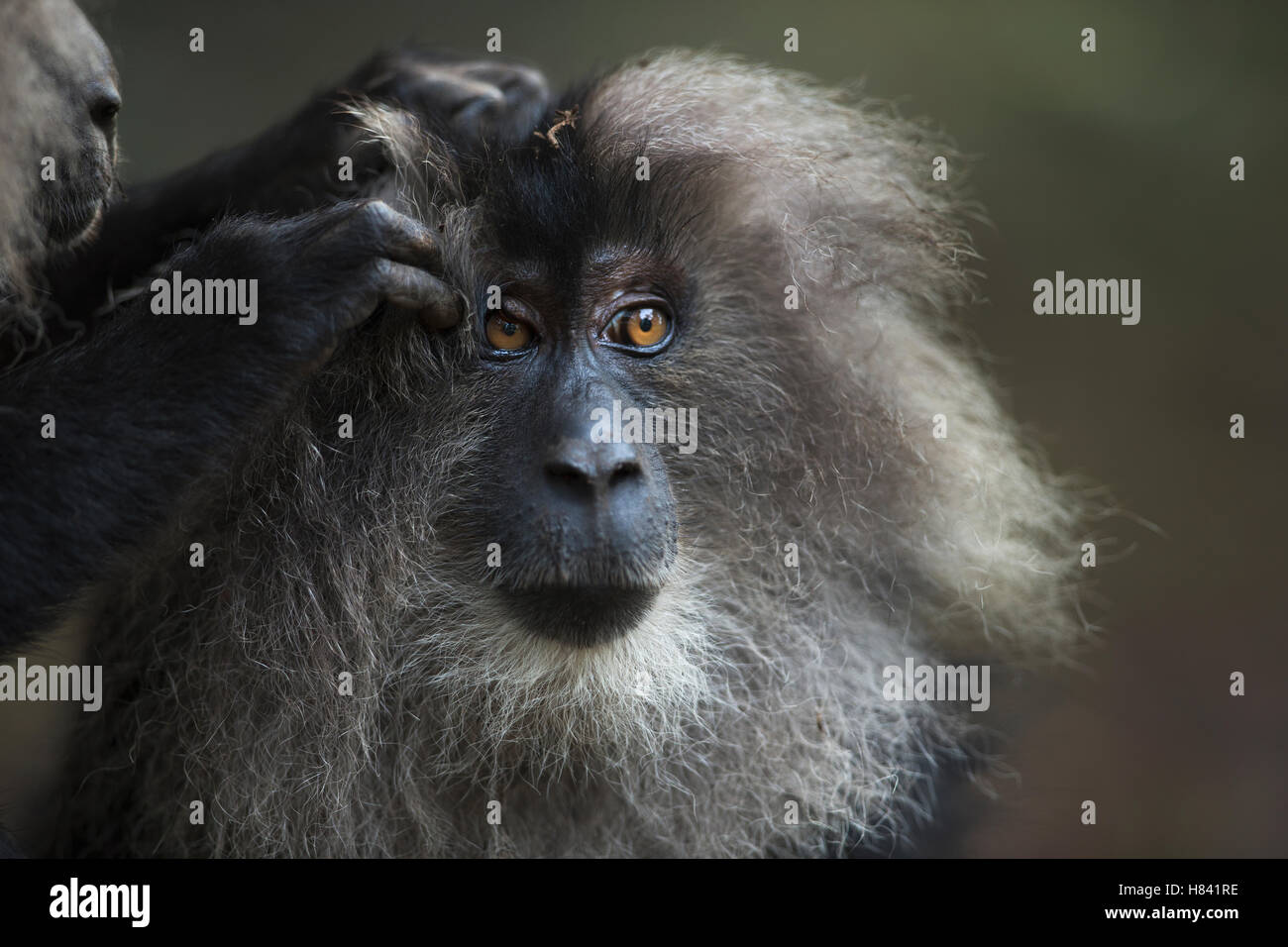 Lion-tailed Macaque (Macaca silenus) female being groomed, Indira ...