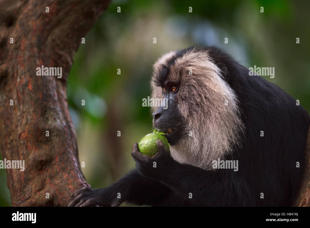 Lion-tailed Macaque (Macaca silenus) male feeding on fruit, Indira ...