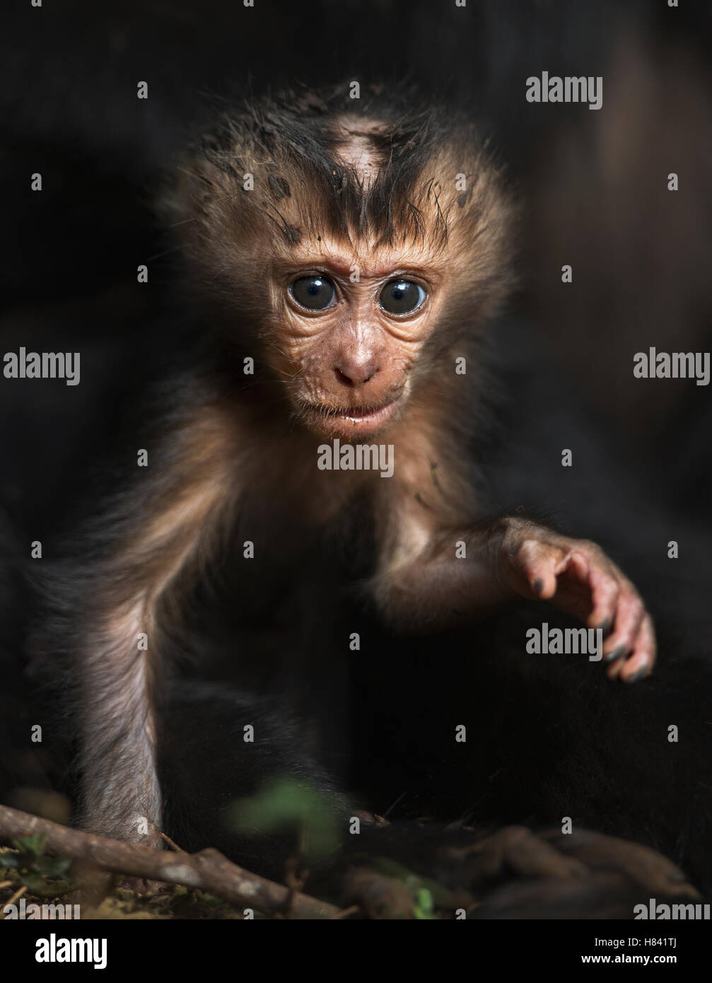 Lion-tailed Macaque (Macaca silenus) one month old baby, Indira Gandhi ...