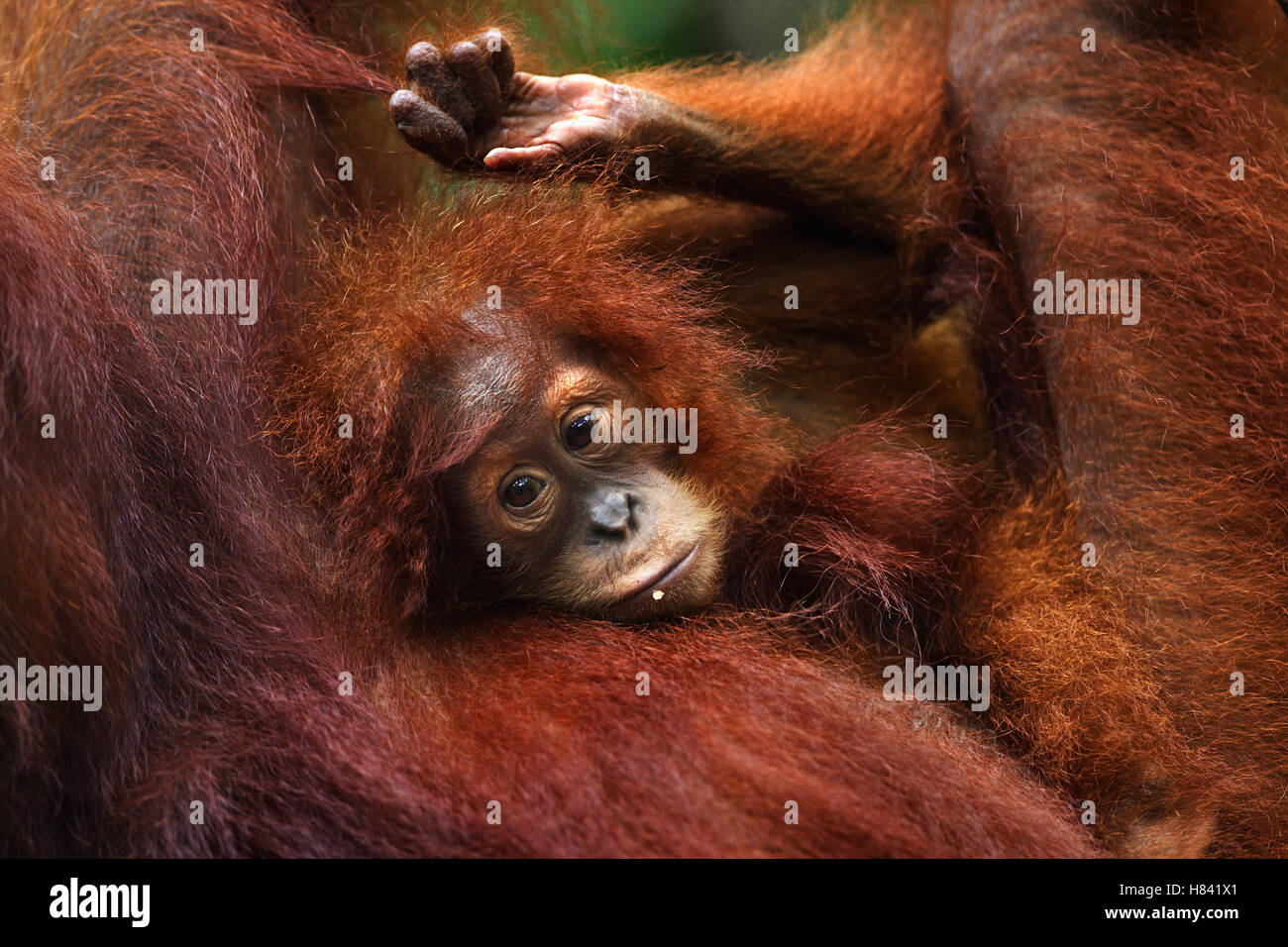 Sumatran Orangutan (Pongo abelii) female baby, named Sandri, Gunung ...