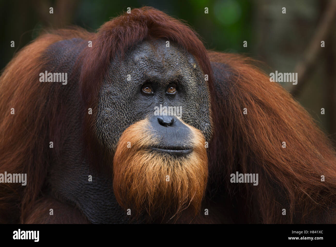 Sumatran Orangutan (Pongo abelii) twenty-six year old male, named Halik ...