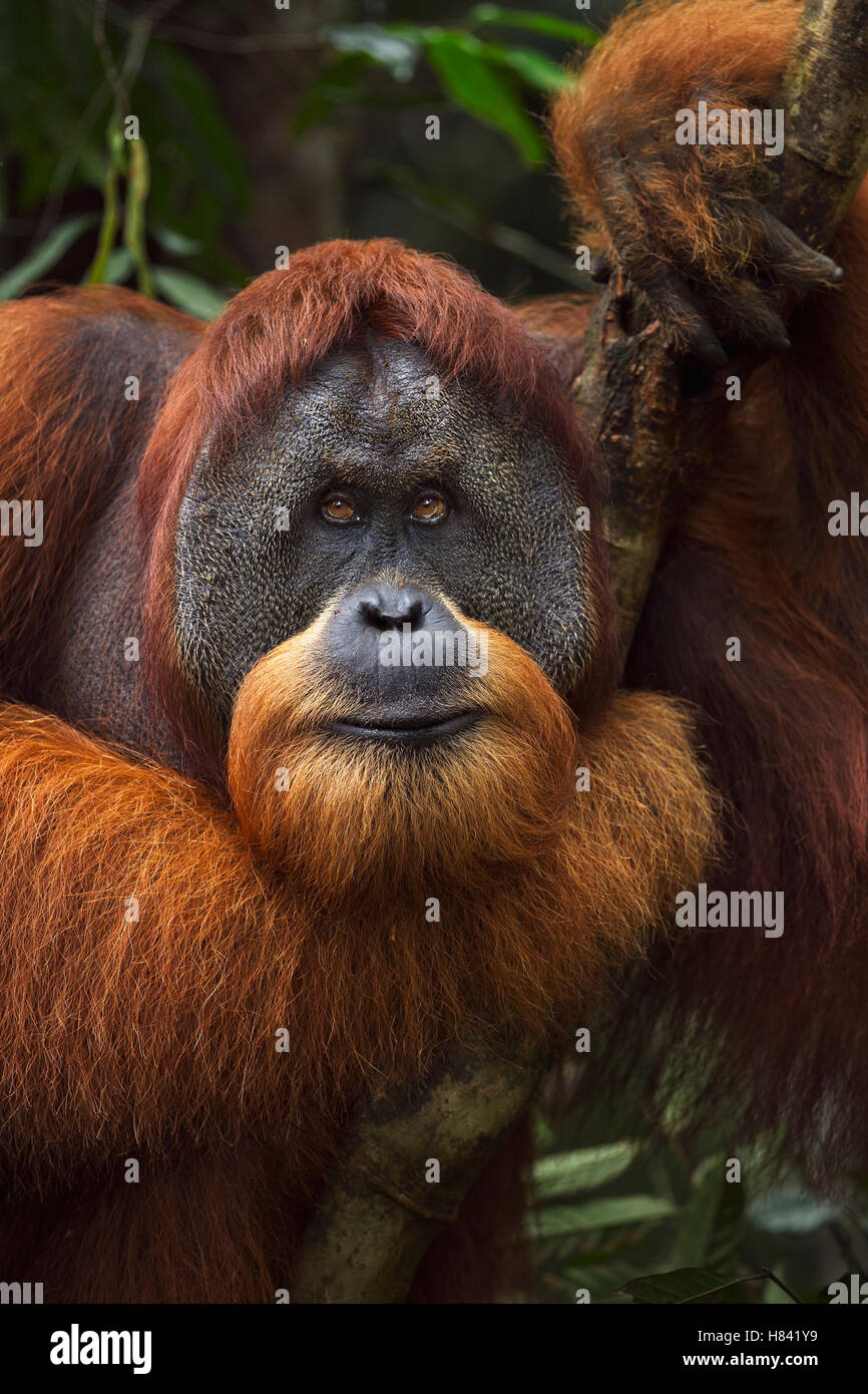 Sumatran Orangutan (Pongo abelii) twenty-six year old male, named Halik ...