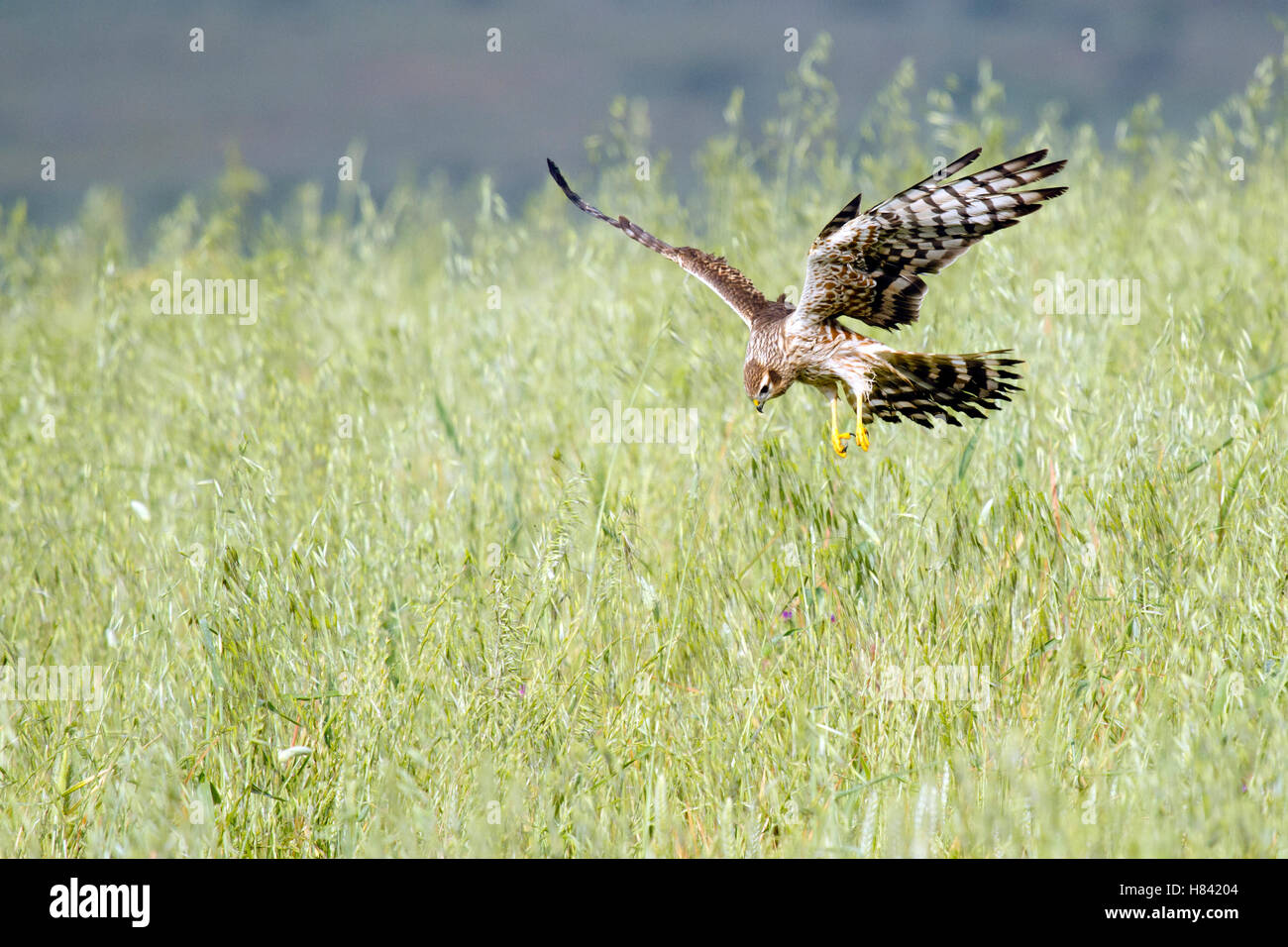 Montagu's Harrier (Circus pygargus) hunting, Extremadura, Spain Stock ...