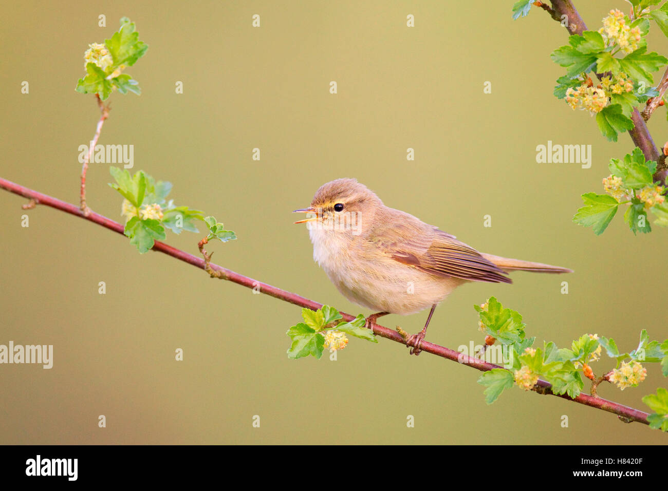 Common Chiffchaff (Phylloscopus collybita), Germany Stock Photo - Alamy
