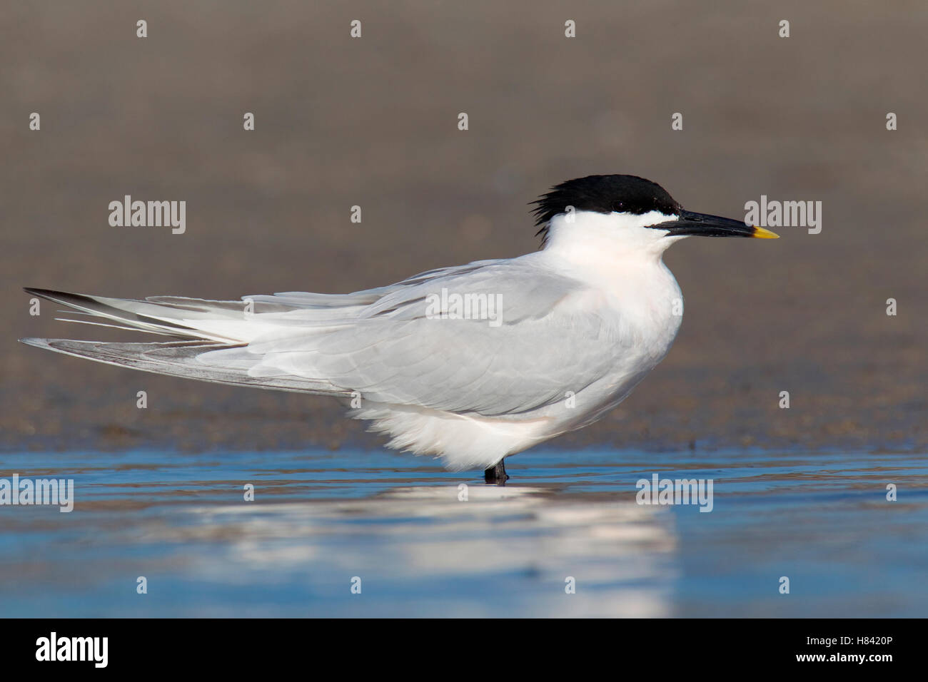 Sandwich Tern (Thalasseus sandvicensis) in breeding plumage, Florida ...