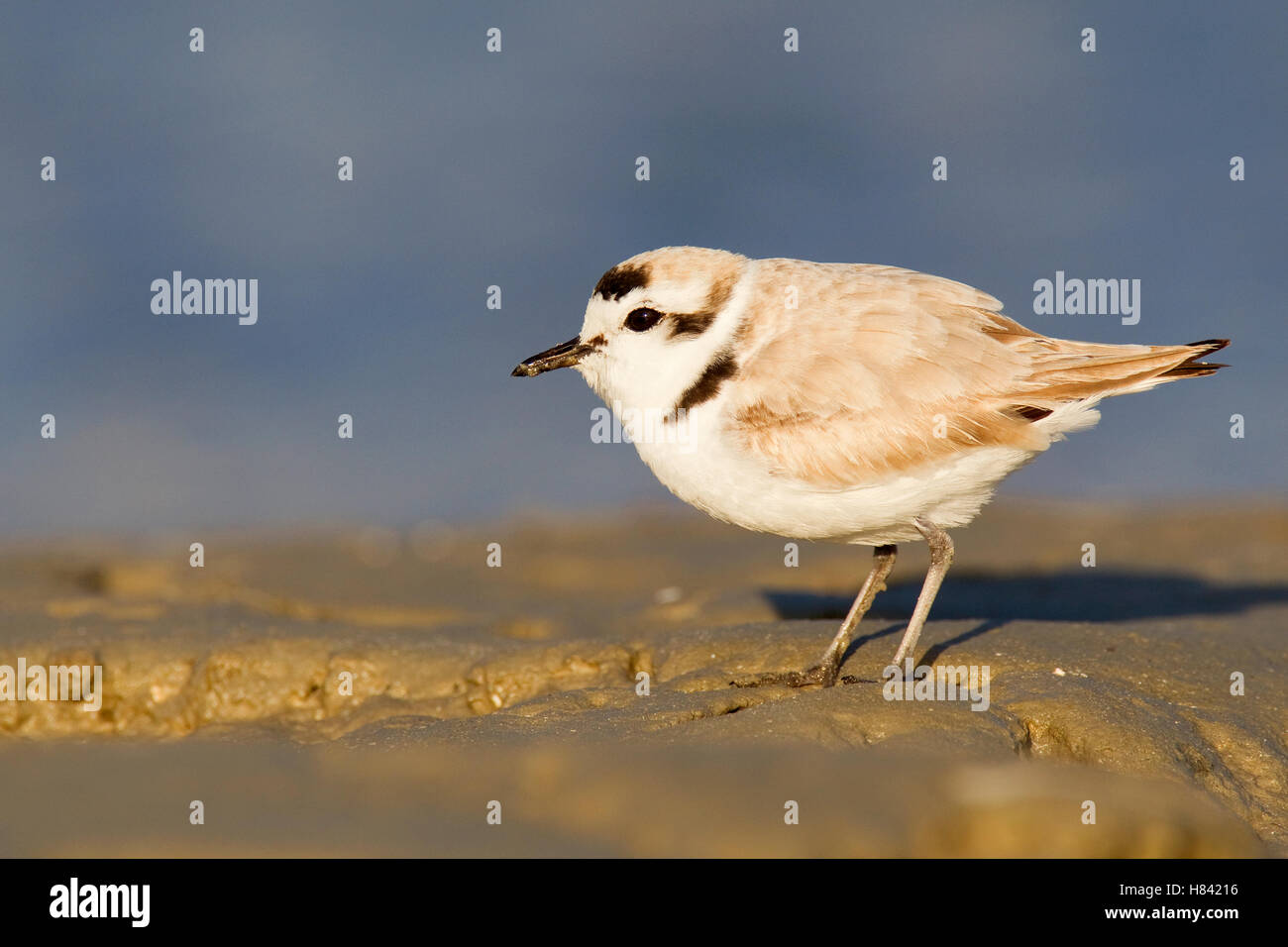 Snowy Plover (Charadrius nivosus), Florida Stock Photo - Alamy